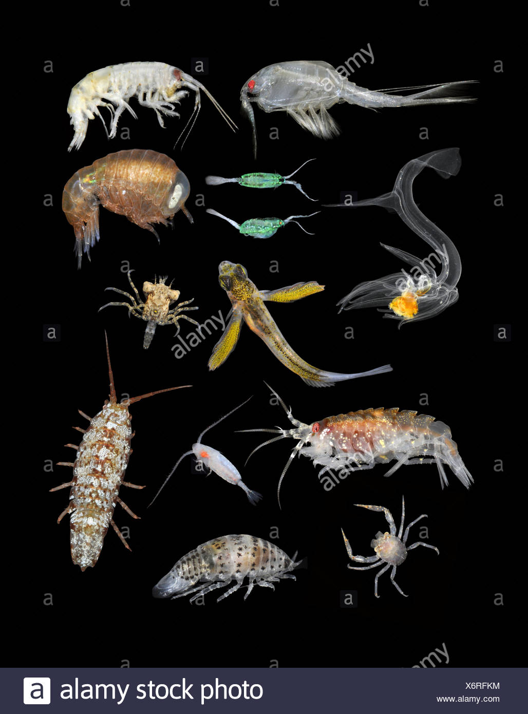 Marine Plankton Stock Photos & Marine Plankton Stock Images - Alamy