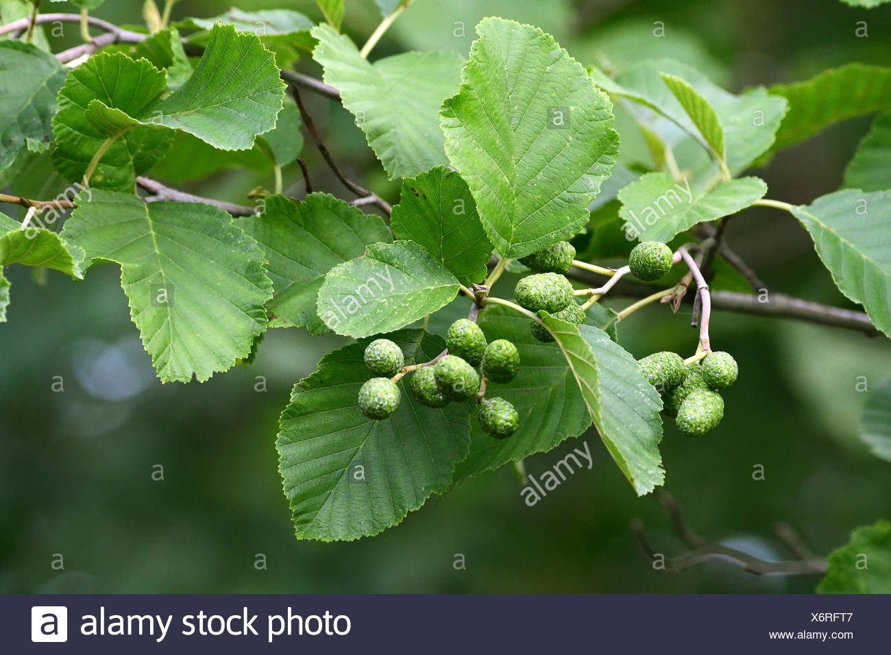 Alnus Incana Leaf High Resolution Stock Photography and Images - Alamy