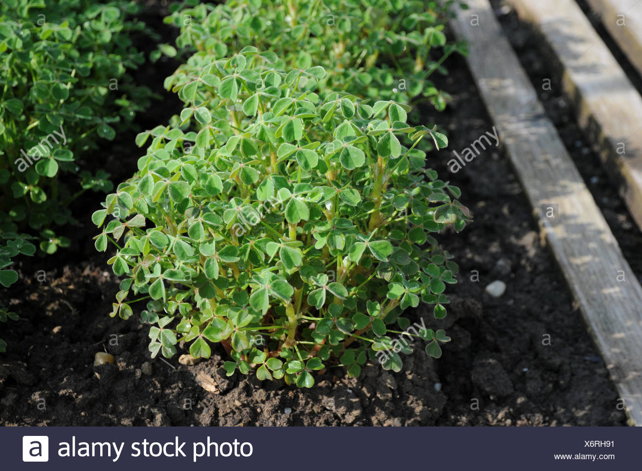 Oca Plant High Resolution Stock Photography and Images - Alamy