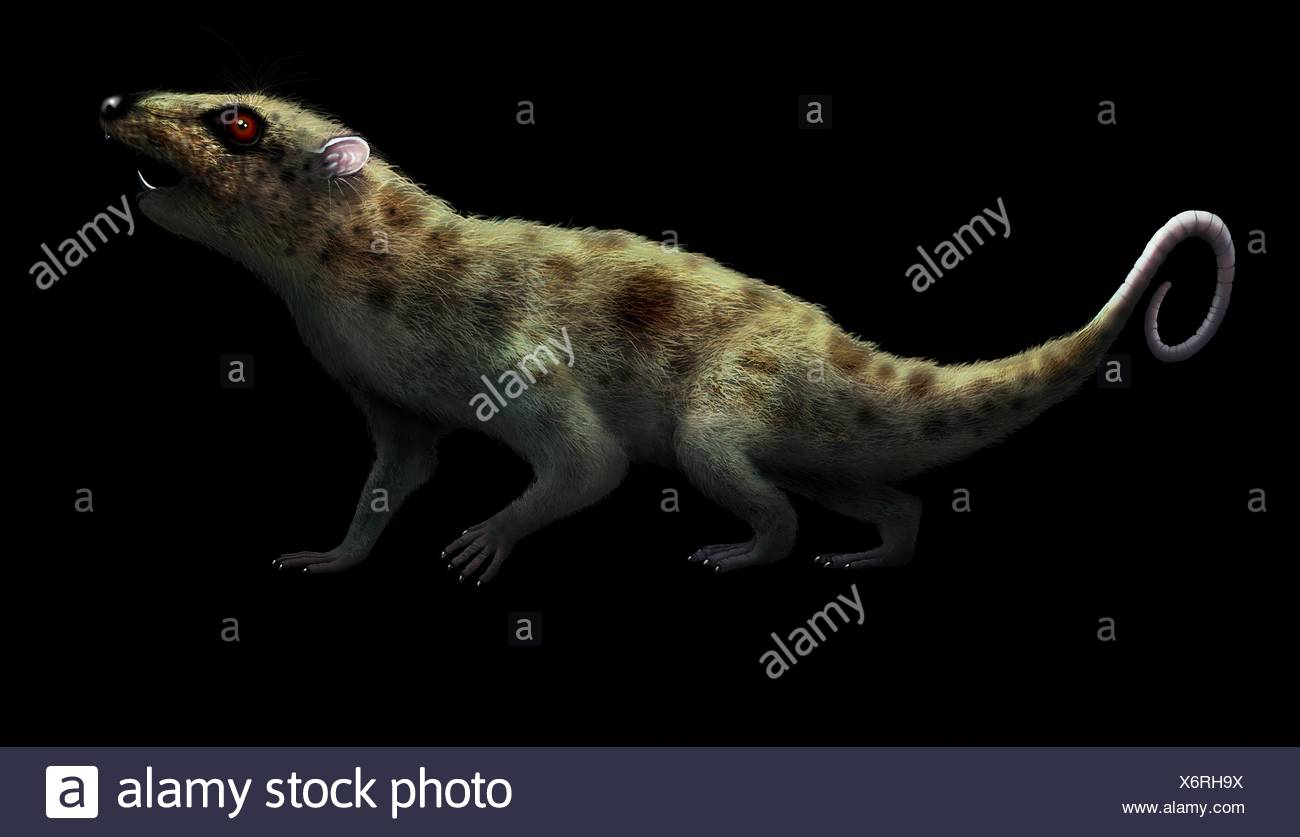 50 Cm Long Stock Photos & 50 Cm Long Stock Images - Alamy