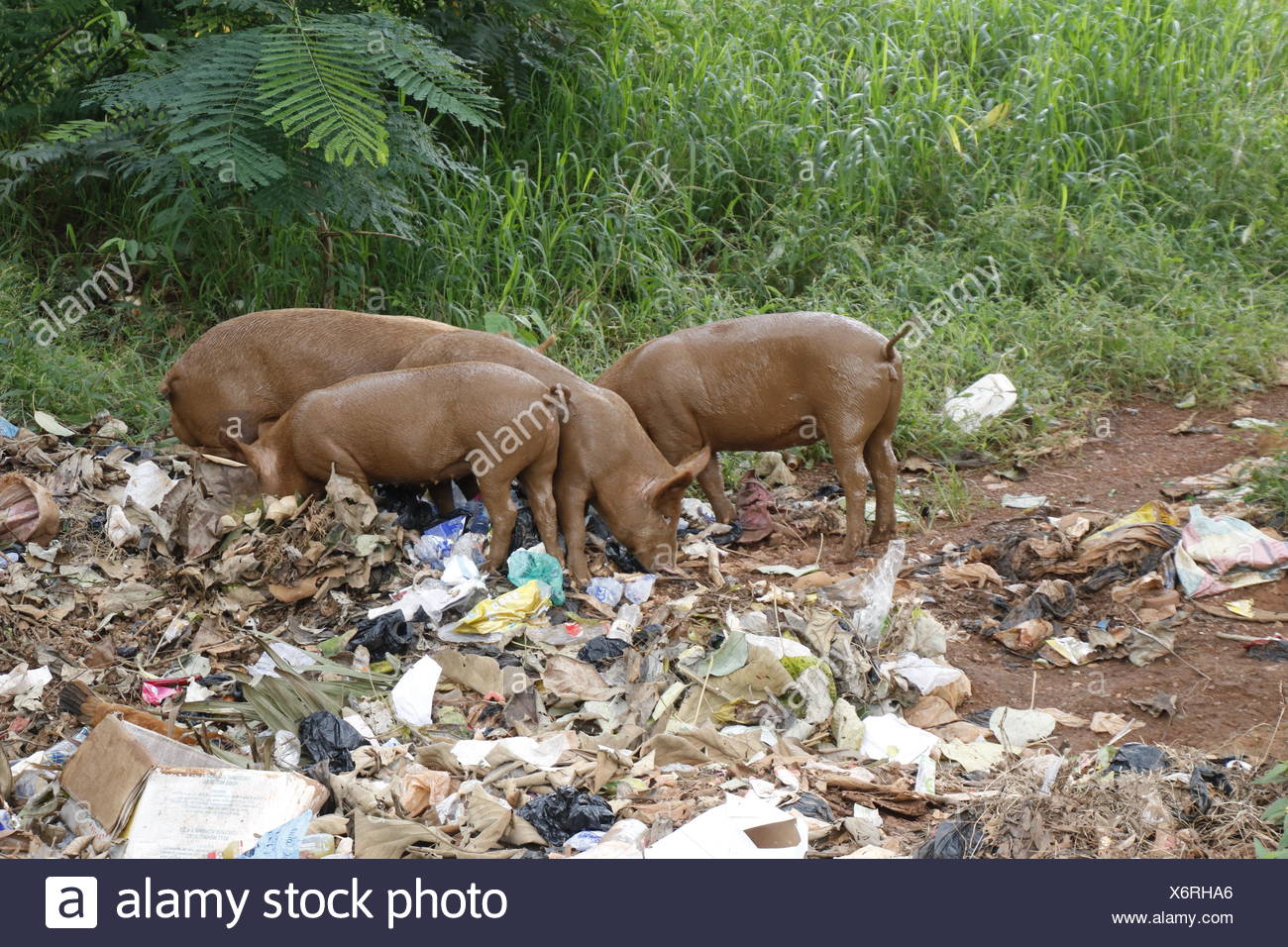 Pig Waste High Resolution Stock Photography and Images - Alamy