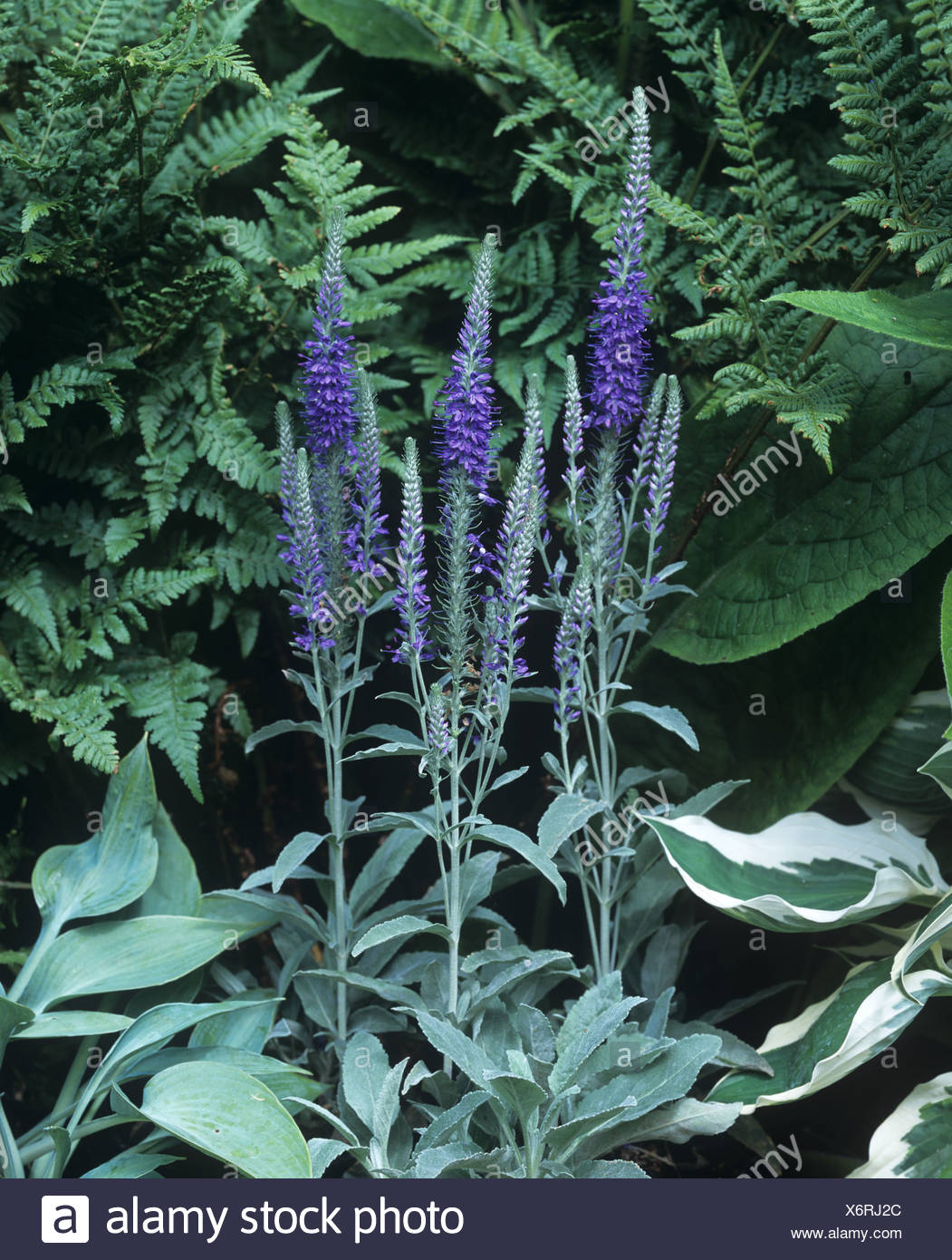 Veronica Spicata High Resolution Stock Photography and Images - Alamy