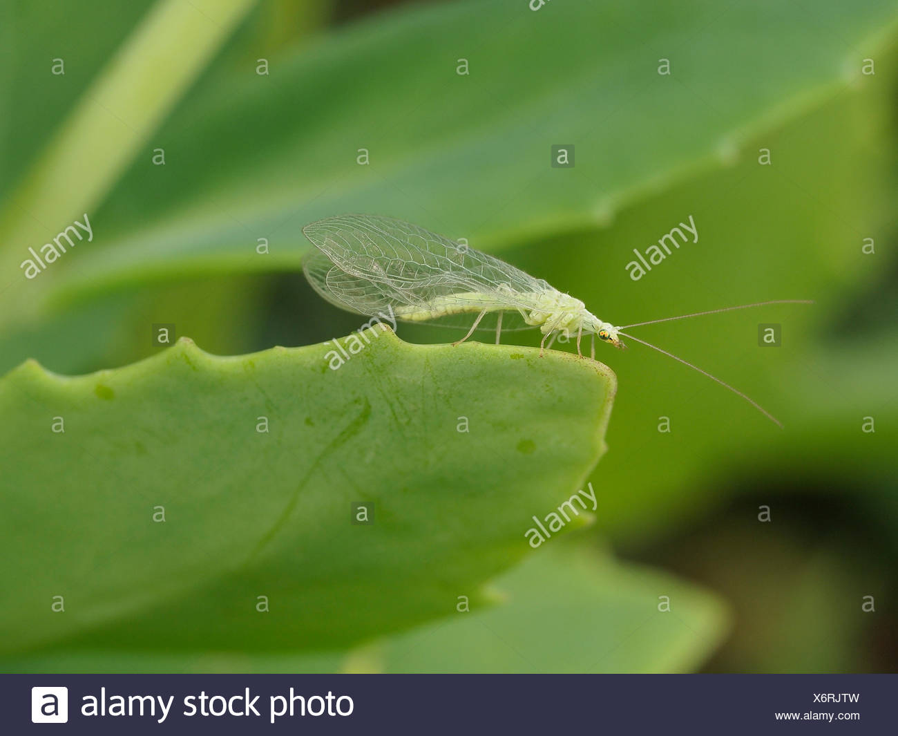 Chrysopa Perla High Resolution Stock Photography and Images - Alamy