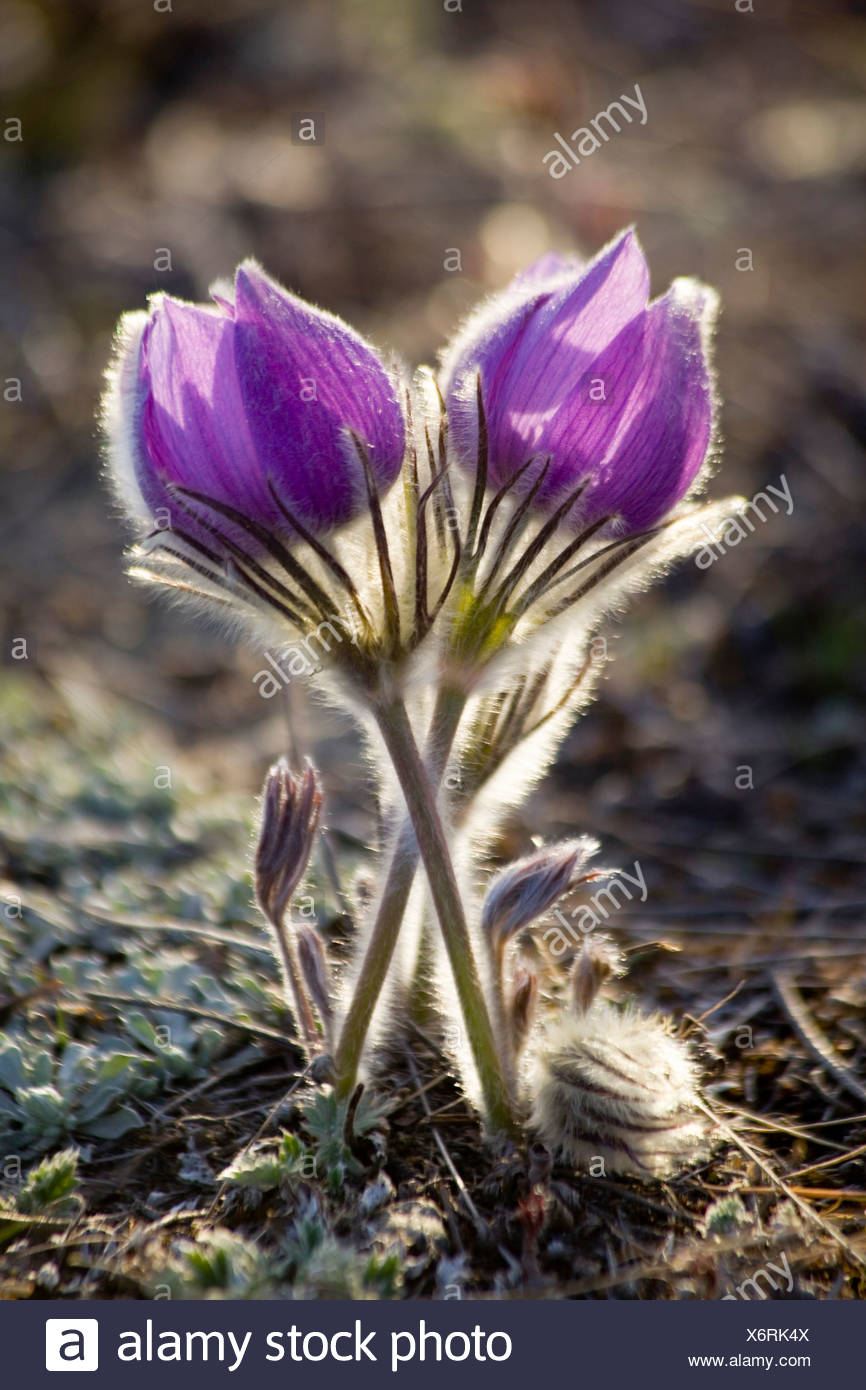 Prairie Crocus Canada Spring Stock Photos & Prairie Crocus Canada ...
