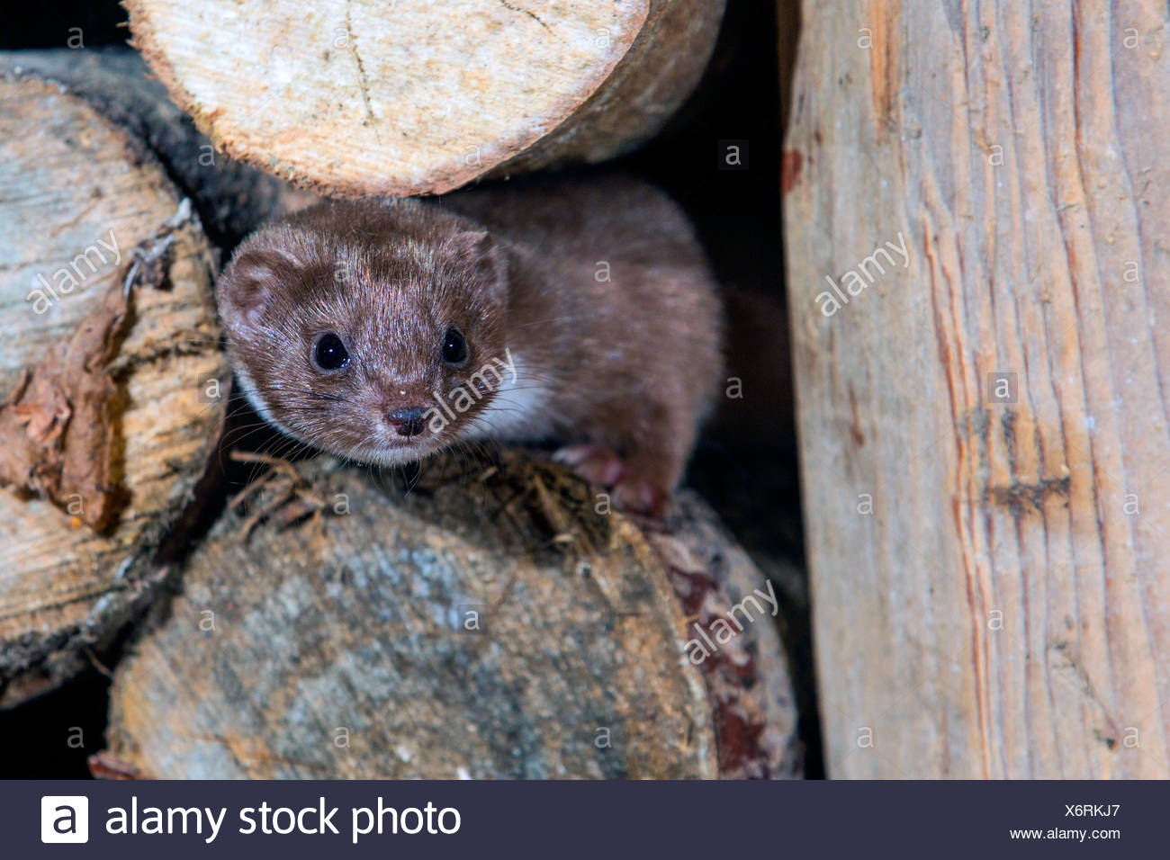 Least Weasel Mustela Nivalis High Resolution Stock Photography and ...