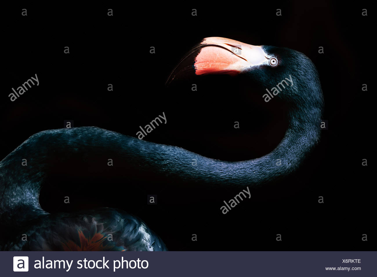 Black Flamingo High Resolution Stock Photography and Images - Alamy