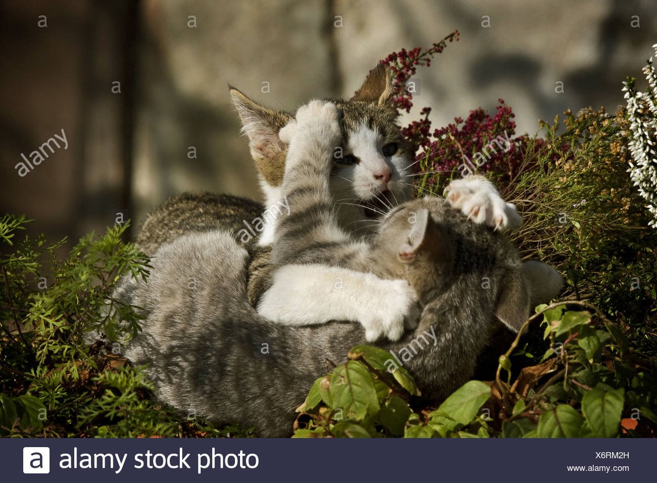 Two Cats Fighting High Resolution Stock Photography and Images - Alamy