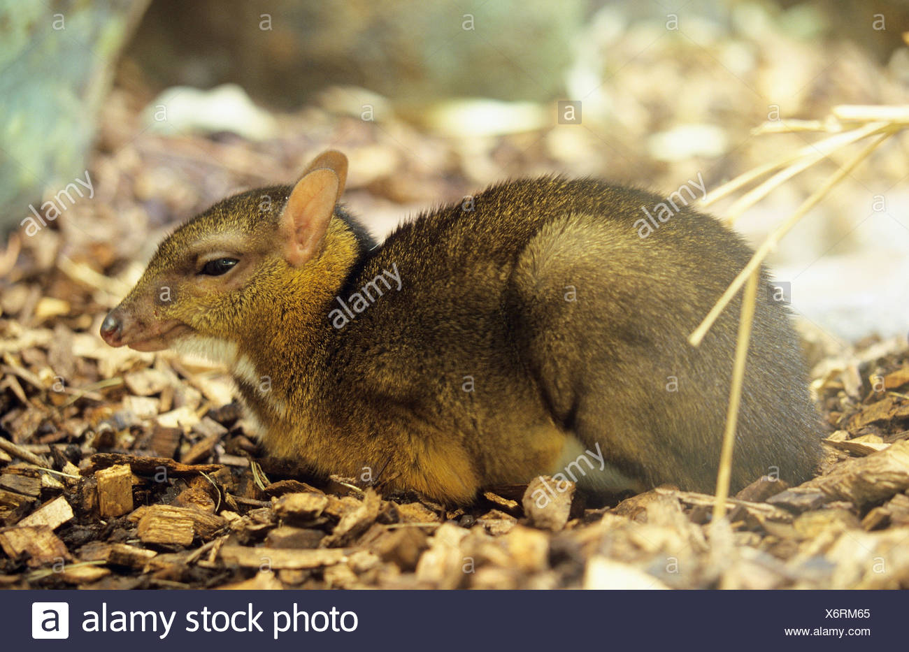 Mousedeer High Resolution Stock Photography and Images - Alamy