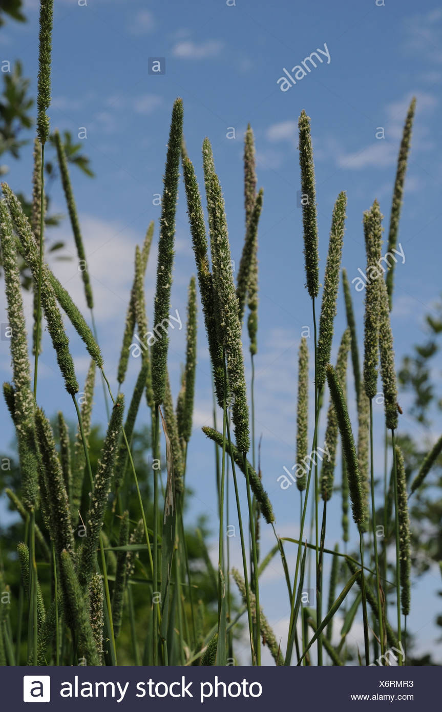 Timothy Grasses High Resolution Stock Photography and Images - Alamy