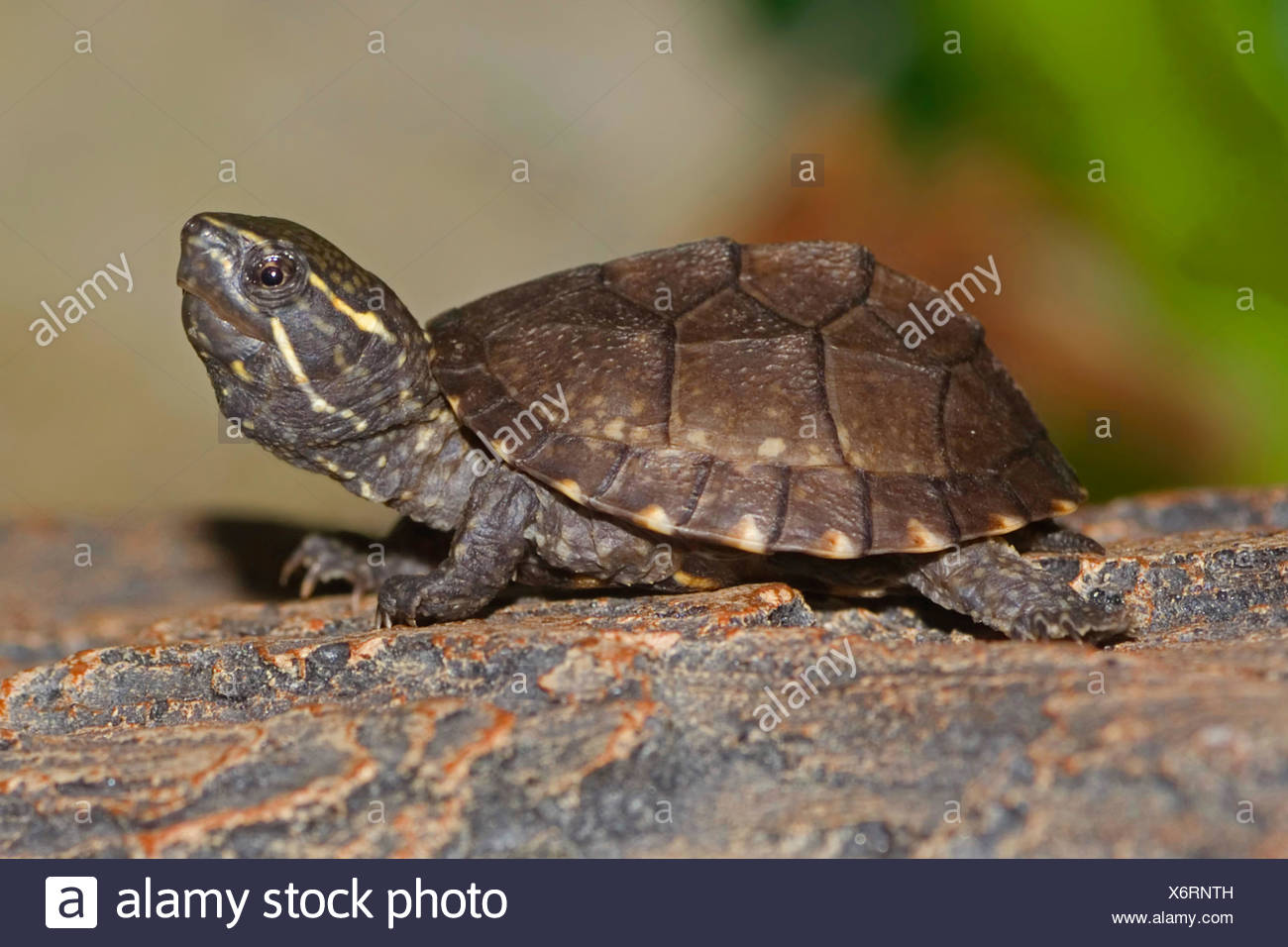 Musk Turtle High Resolution Stock Photography and Images - Alamy