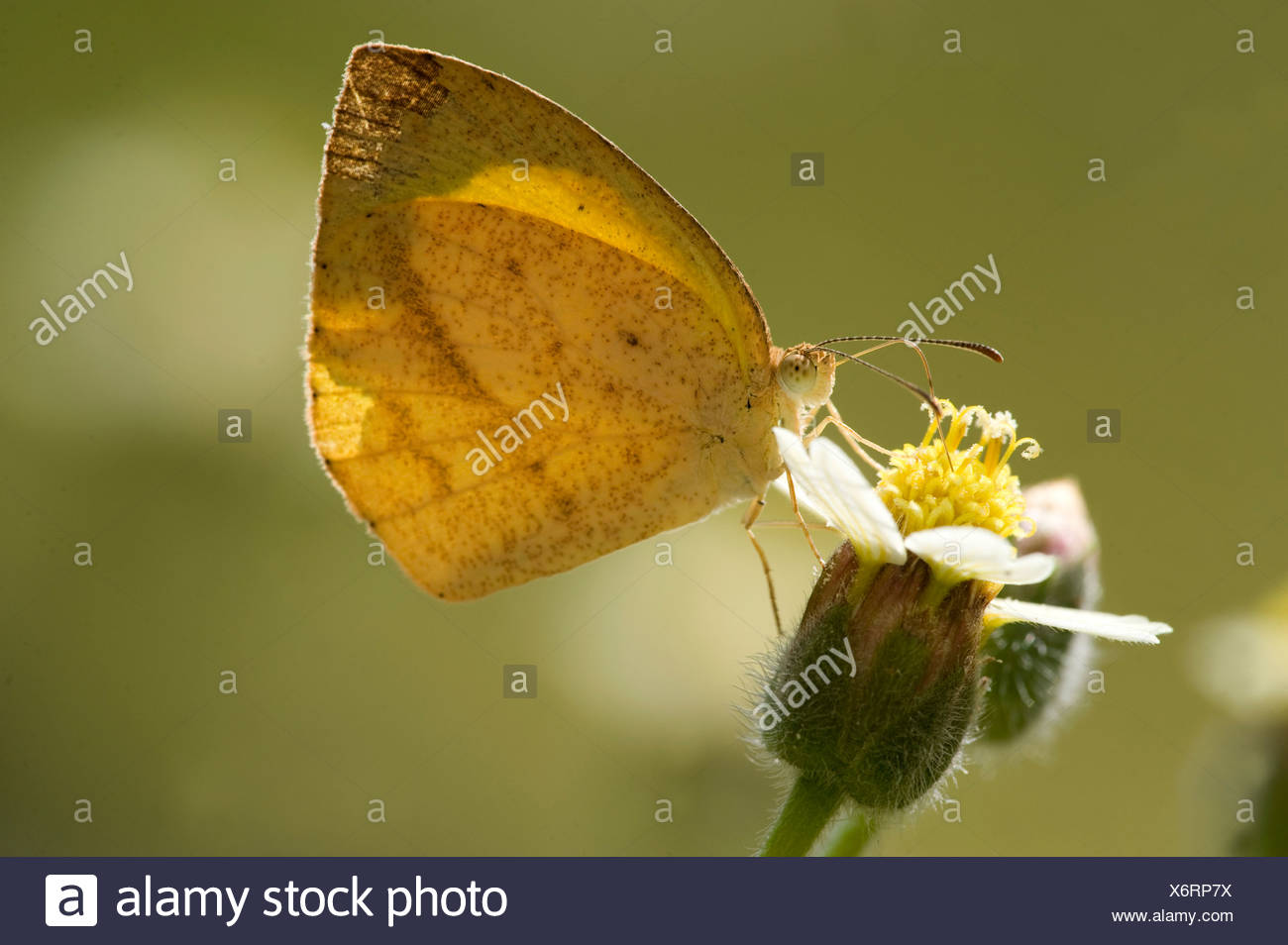 Ixias Pyrene High Resolution Stock Photography and Images - Alamy