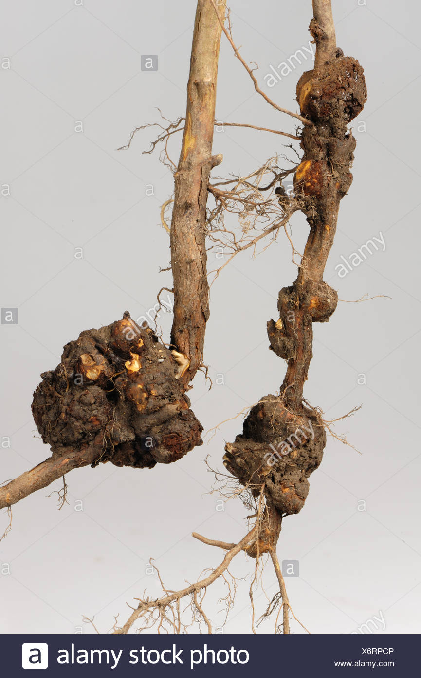 Rhizobium Bacteria Stock Photos & Rhizobium Bacteria Stock Images - Alamy