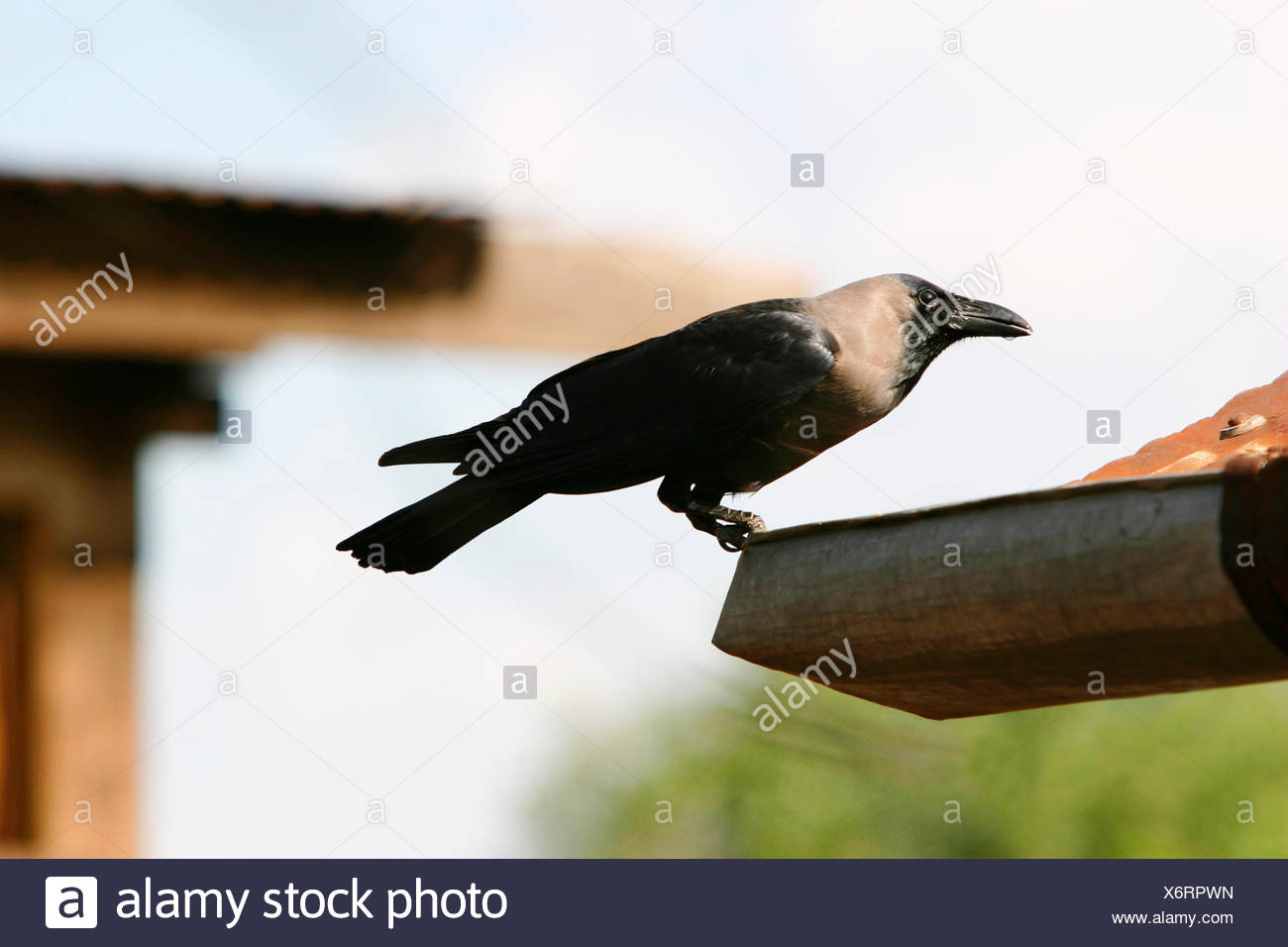 Crow Drinking Water High Resolution Stock Photography and Images - Alamy