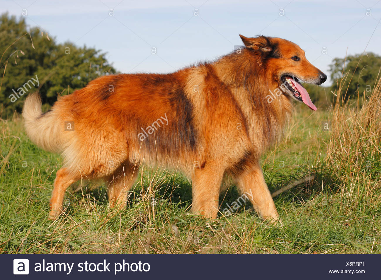 Long Haired Collies Stock Photos & Long Haired Collies Stock Images - Alamy