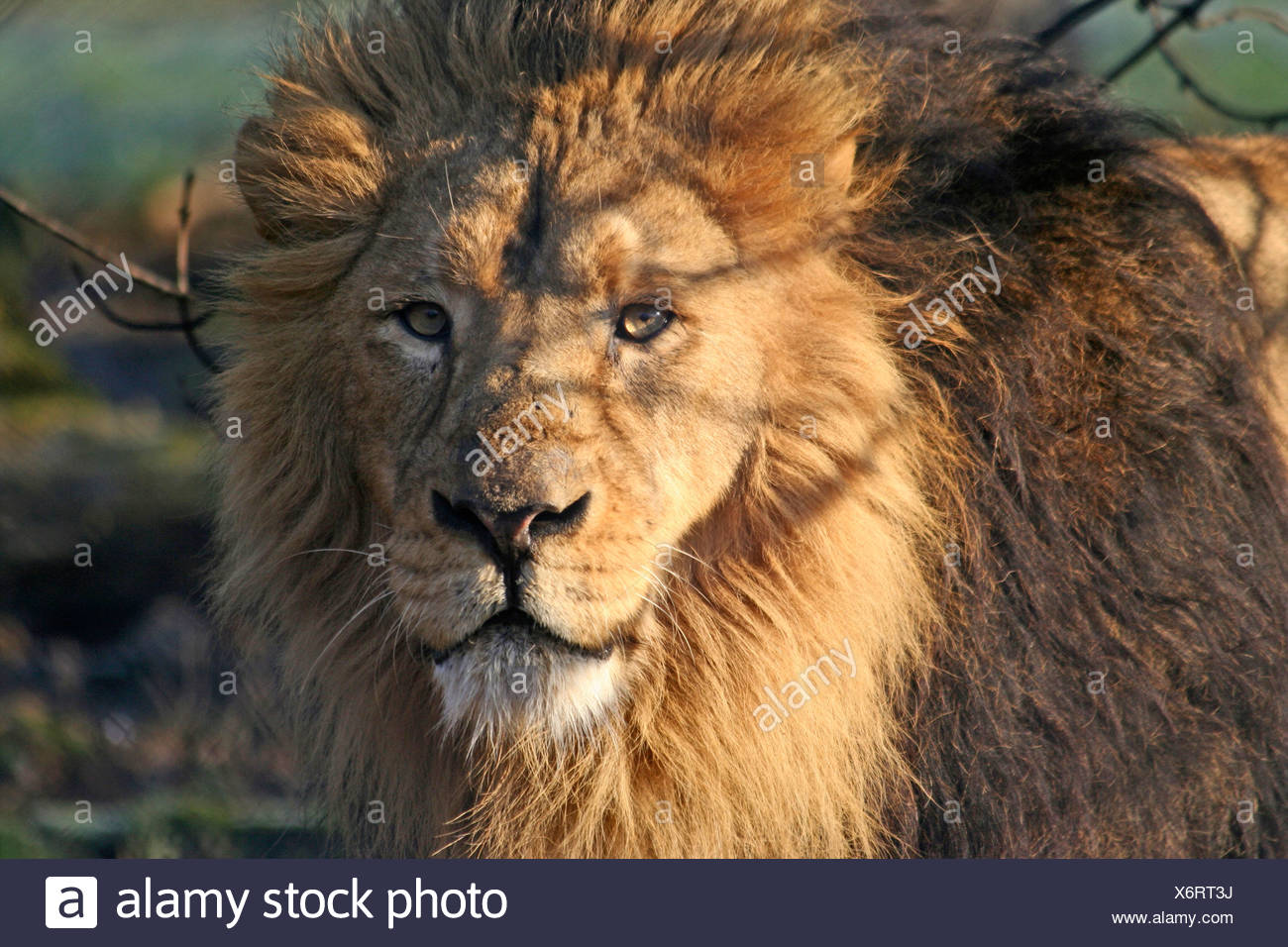 The Lion In Winter High Resolution Stock Photography and Images - Alamy