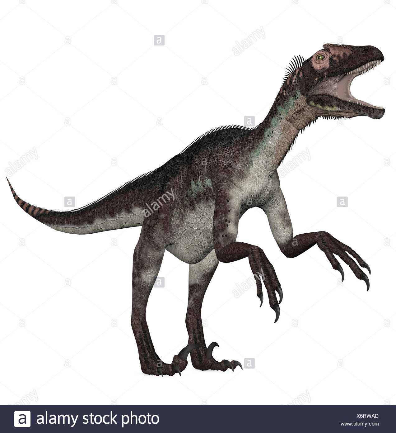 Velociraptor Stock Photos & Velociraptor Stock Images - Alamy
