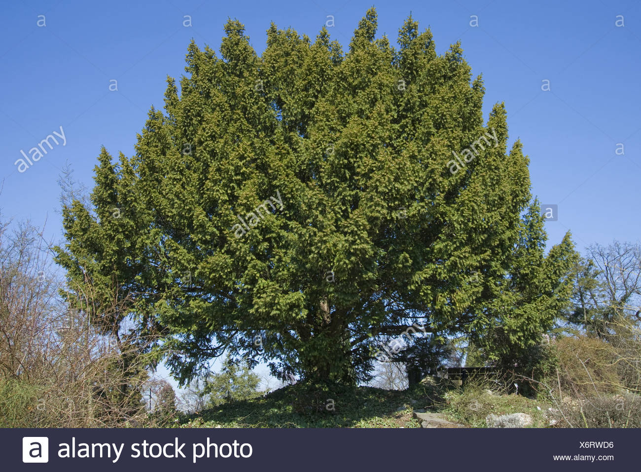 European Yew High Resolution Stock Photography and Images - Alamy