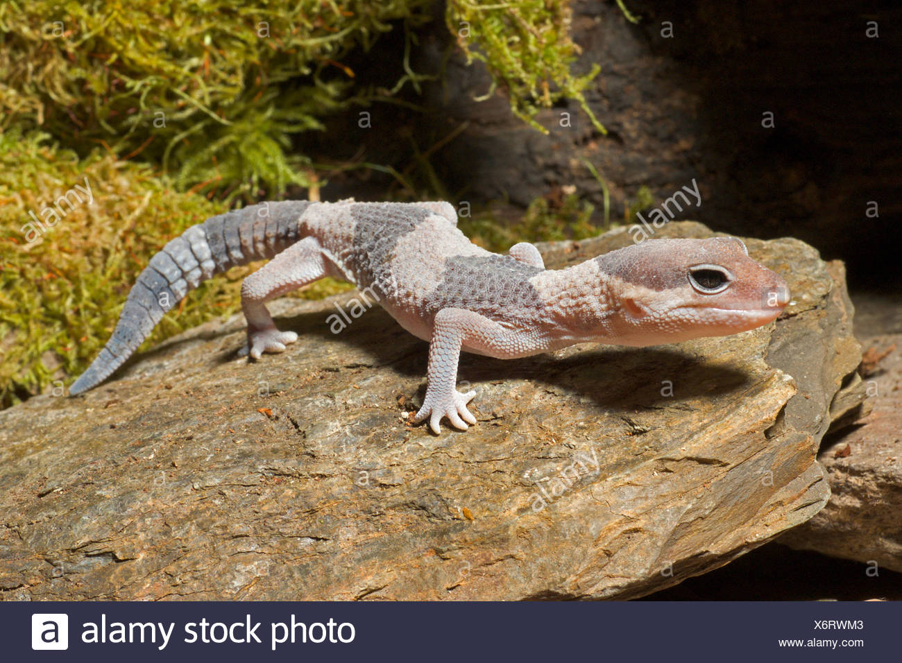 African Fat Tailed Geckos High Resolution Stock Photography and Images ...