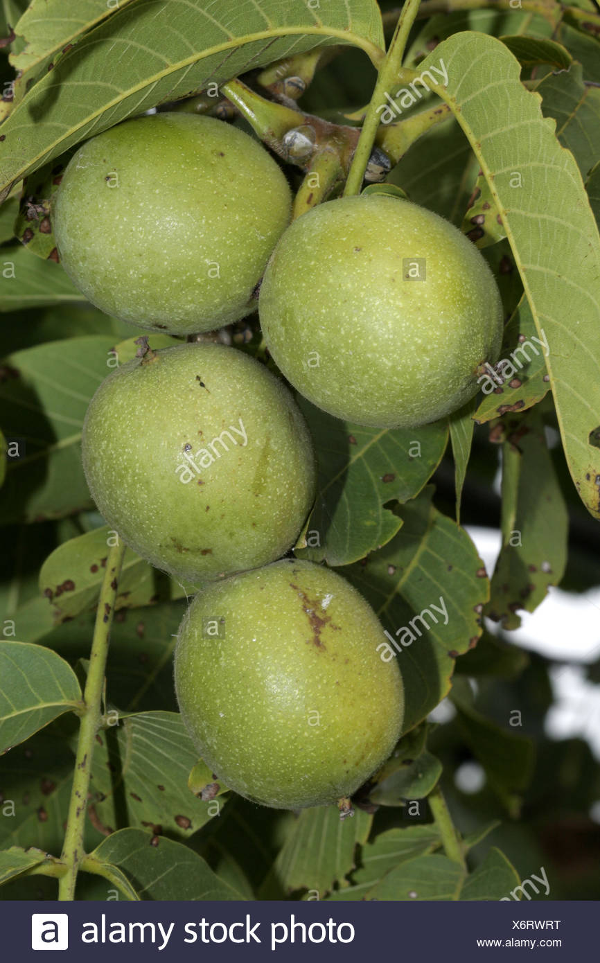 Persian Walnut Tree Stock Photos & Persian Walnut Tree Stock Images - Alamy