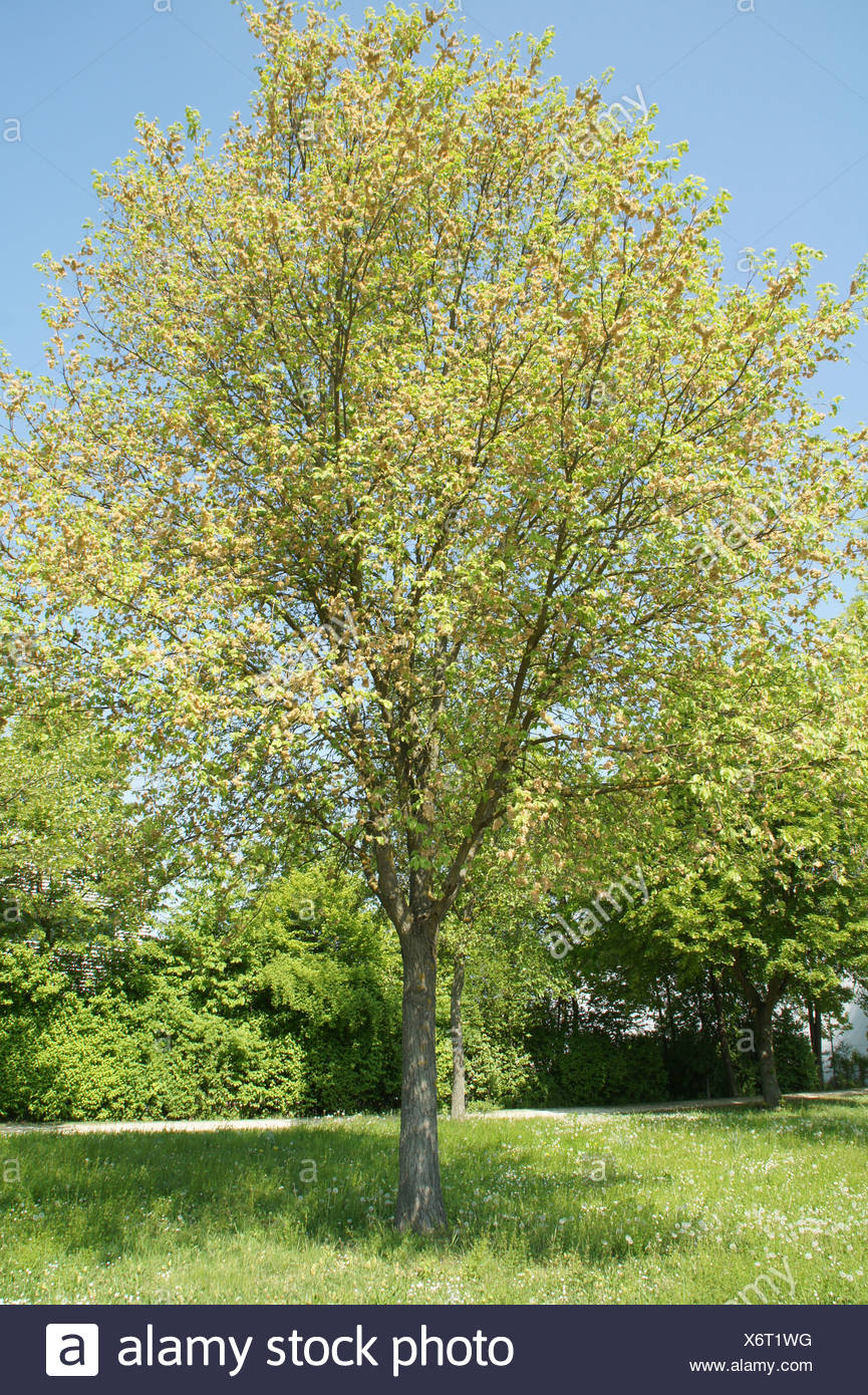 Elm Ulmus Tree Seeds High Resolution Stock Photography and Images - Alamy