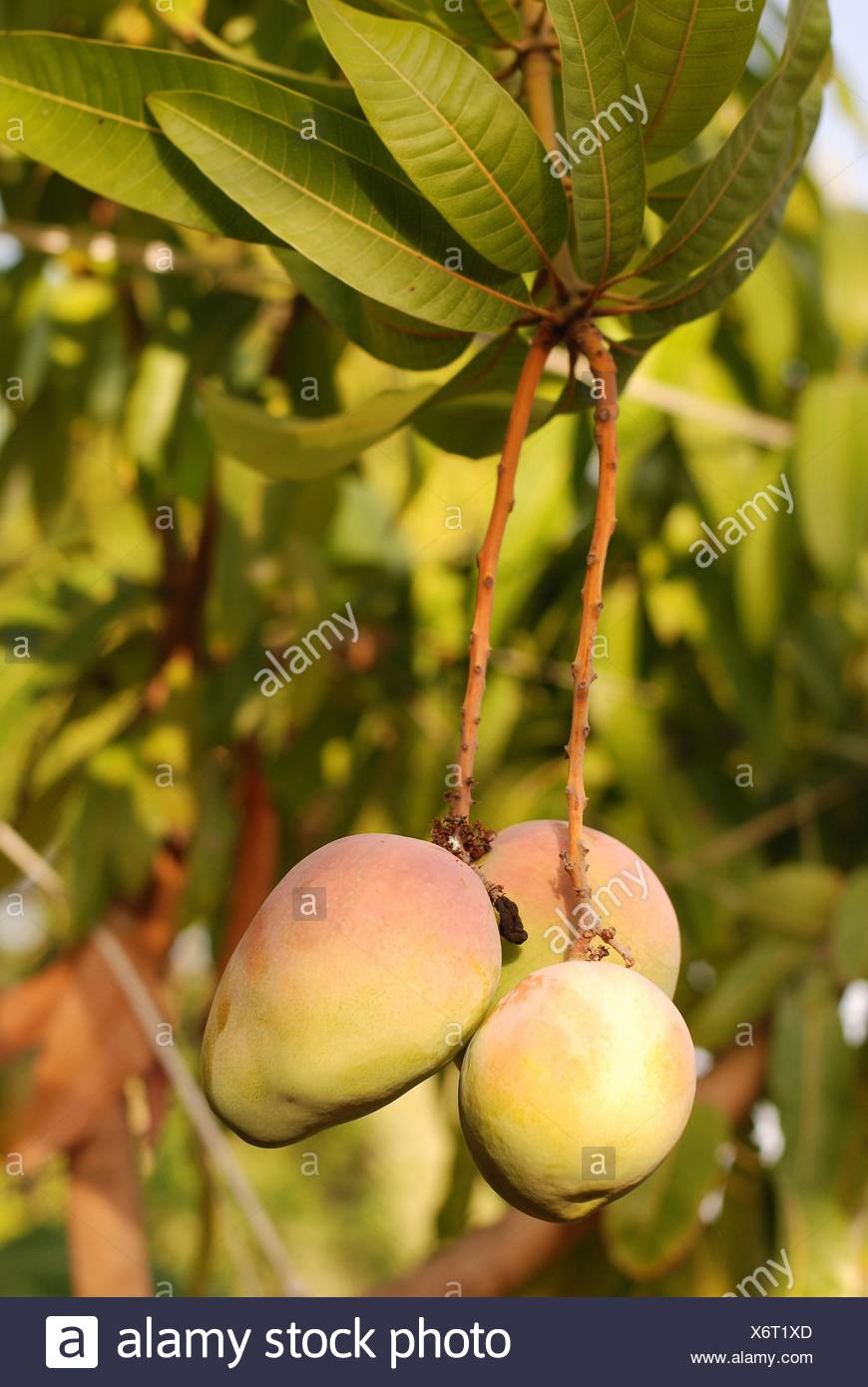 Ripe Mango Tree High Resolution Stock Photography and Images - Alamy