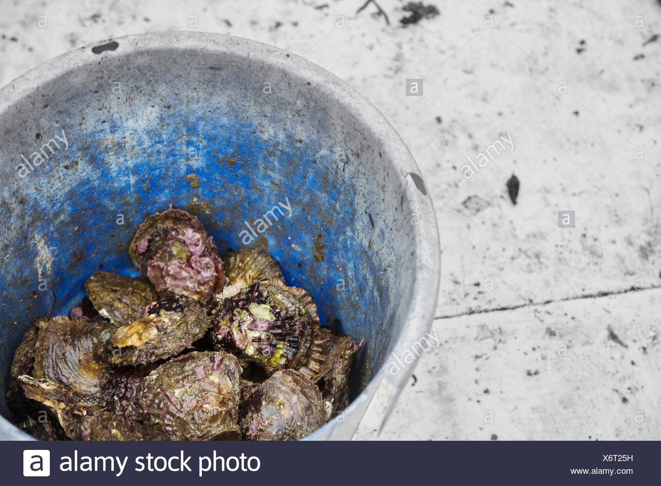 Oyster Bucket Stock Photos & Oyster Bucket Stock Images - Alamy