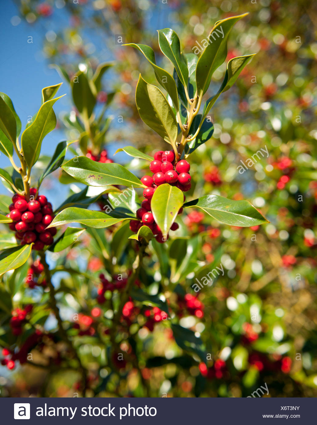Holly Bush High Resolution Stock Photography and Images - Alamy