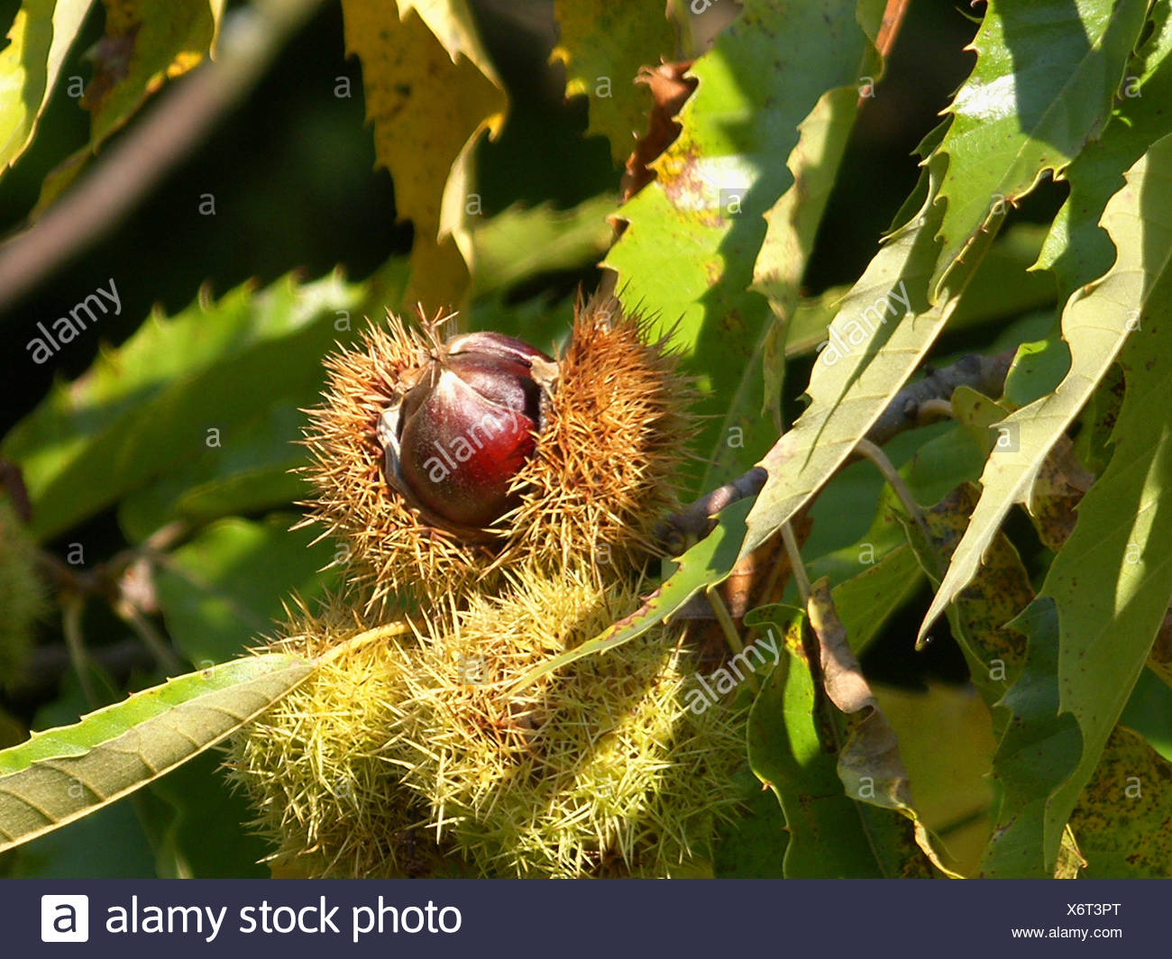 Hedgehog Tree High Resolution Stock Photography and Images - Alamy