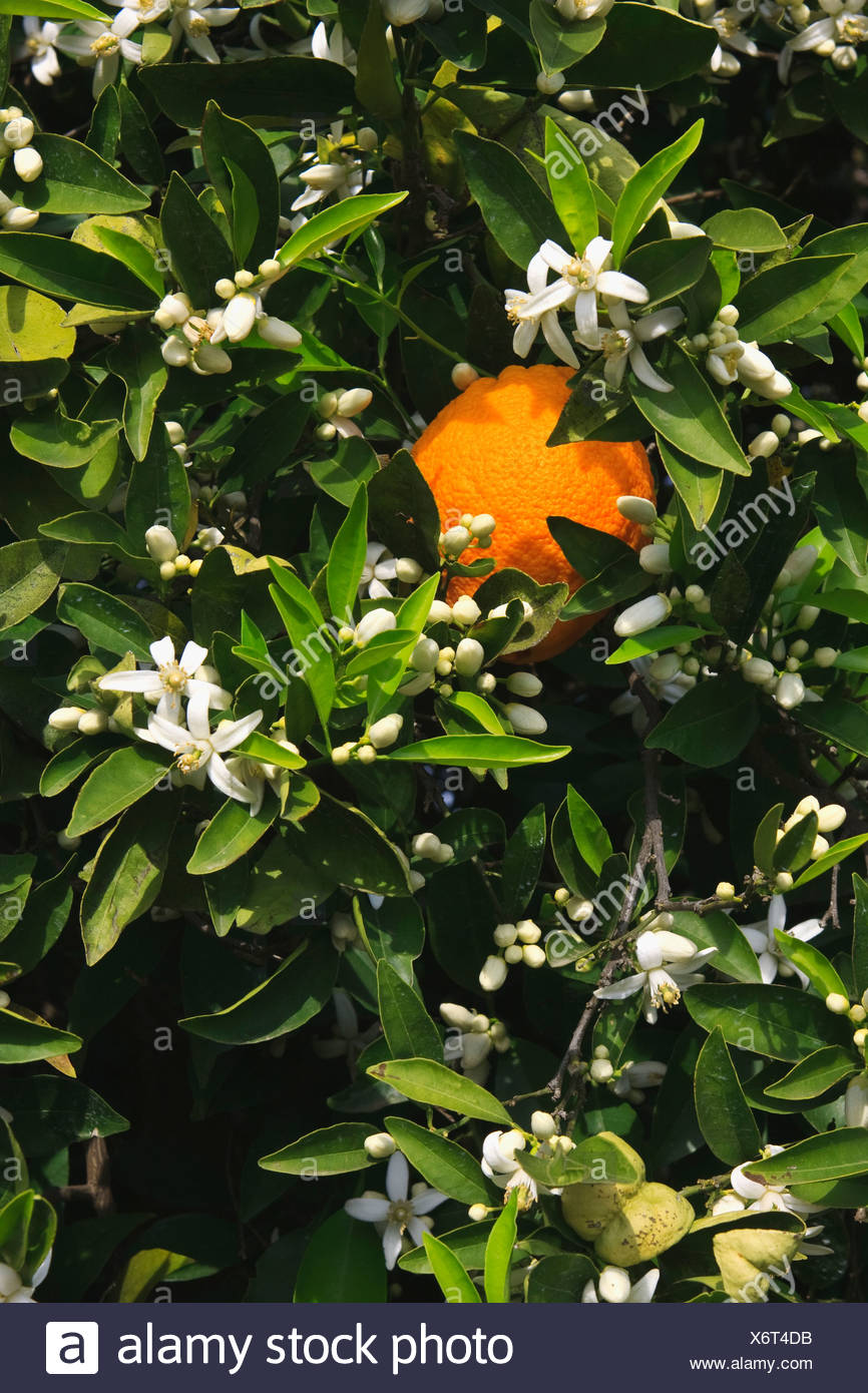 Orange Tree Blossom High Resolution Stock Photography and Images - Alamy