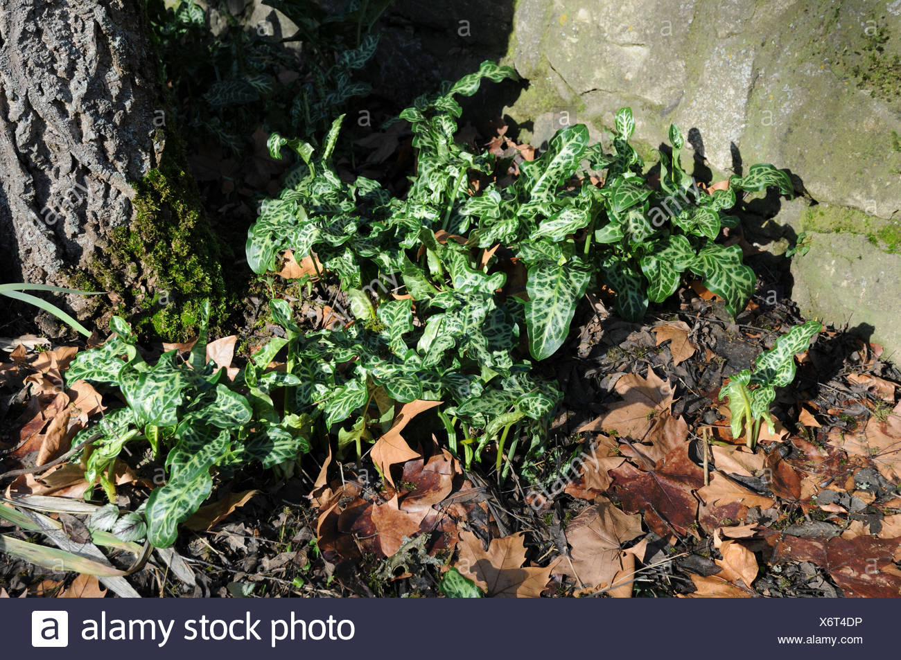 Arum Maculatum Leaves High Resolution Stock Photography and Images - Alamy