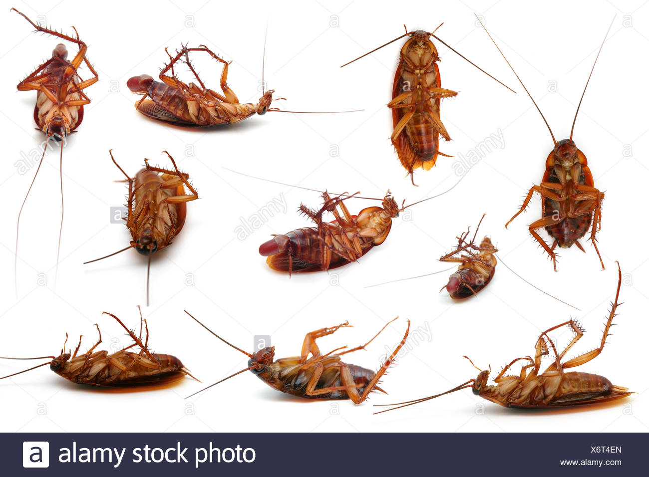 Cockroach Dead Cockroach Stock Photos & Cockroach Dead Cockroach Stock ...