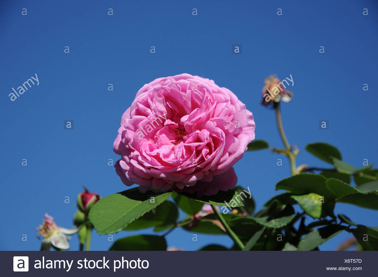 Bourbon Rose Stock Photos & Bourbon Rose Stock Images - Alamy