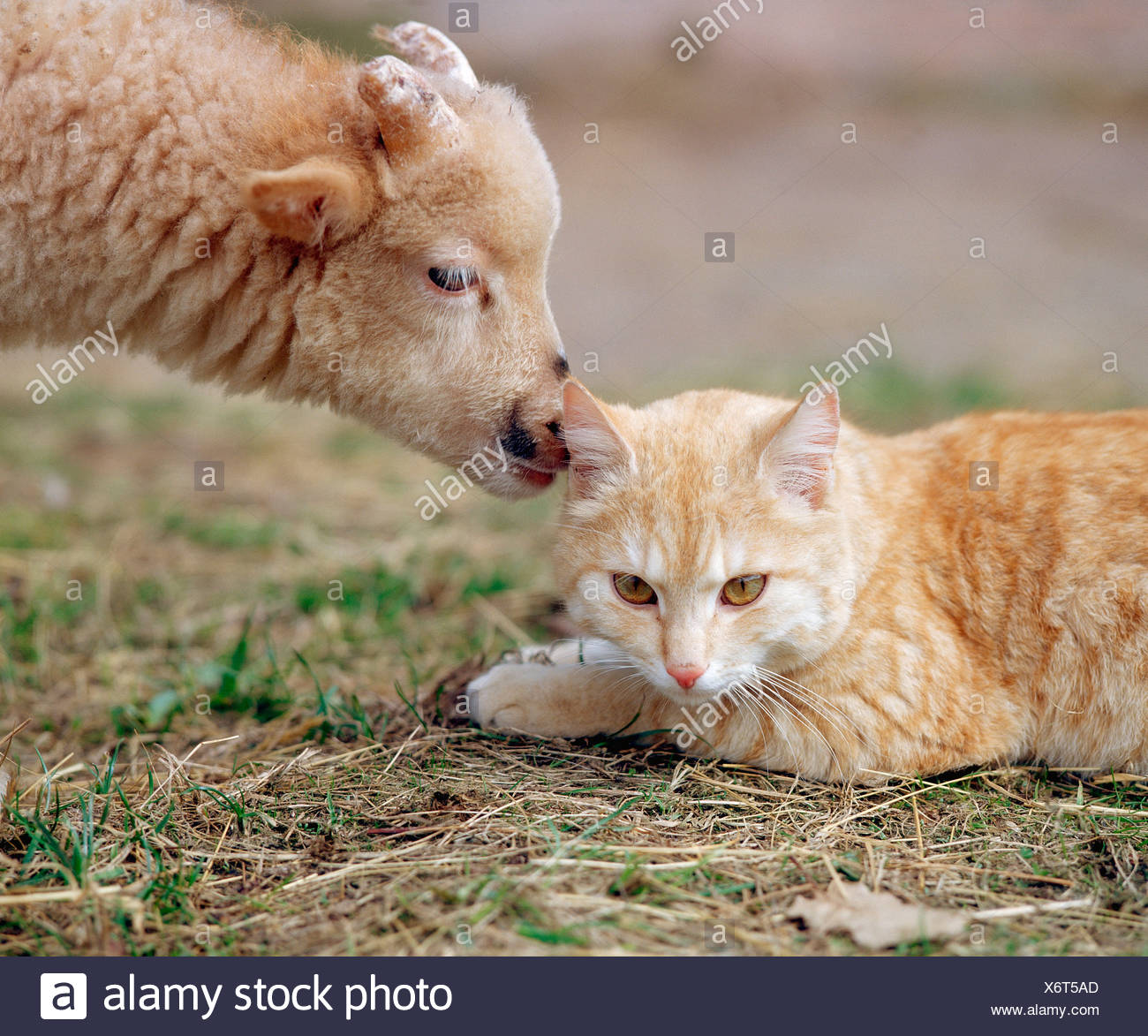 Cat And Sheep Stock Photos & Cat And Sheep Stock Images - Alamy