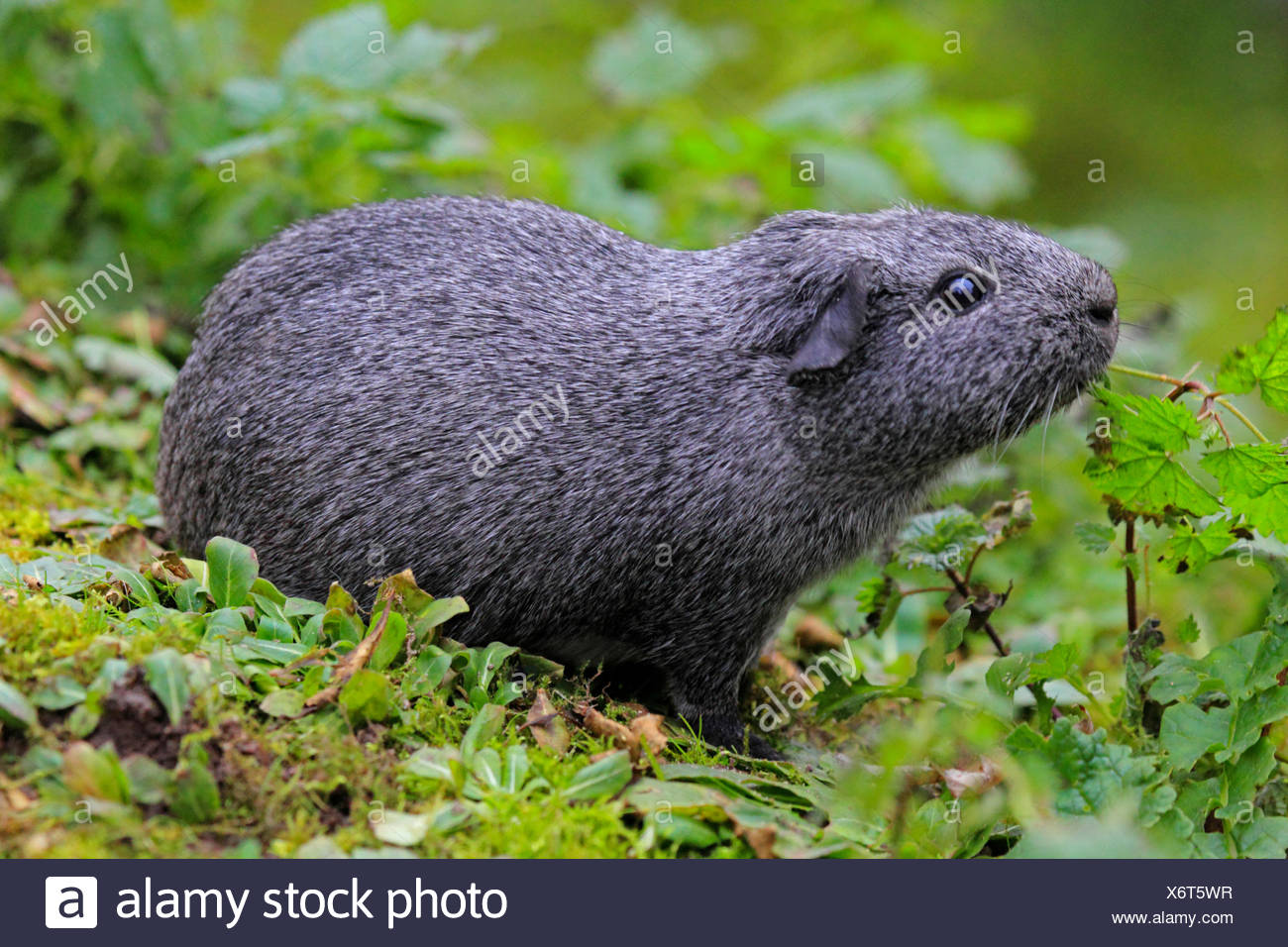 Wild Guinea Pig Stock Photos & Wild Guinea Pig Stock Images - Alamy