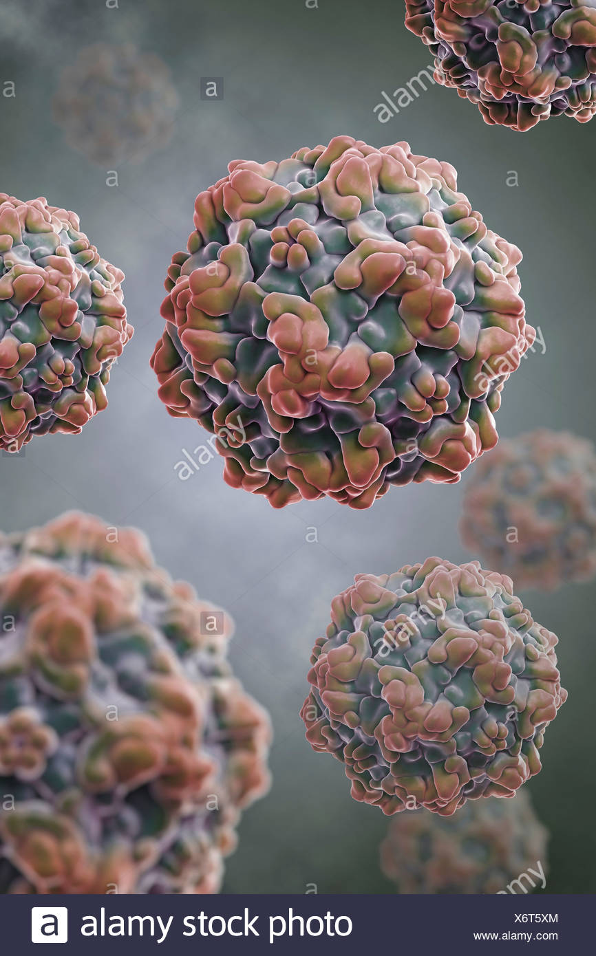 Distemper Virus High Resolution Stock Photography and Images - Alamy