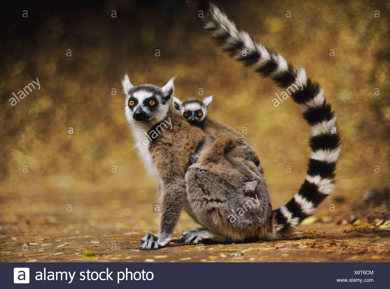 Lemur Madagascar High Resolution Stock Photography and Images - Alamy