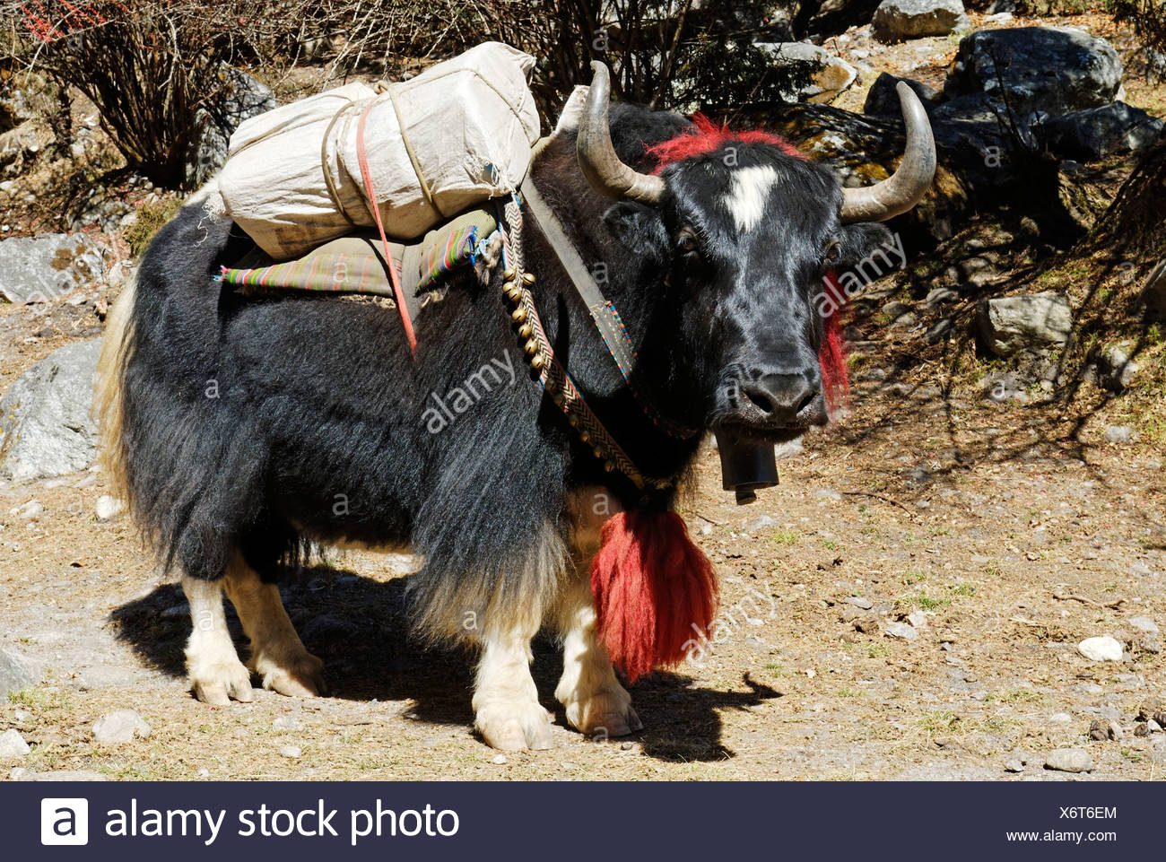 Yak Transport Stock Photos & Yak Transport Stock Images - Alamy