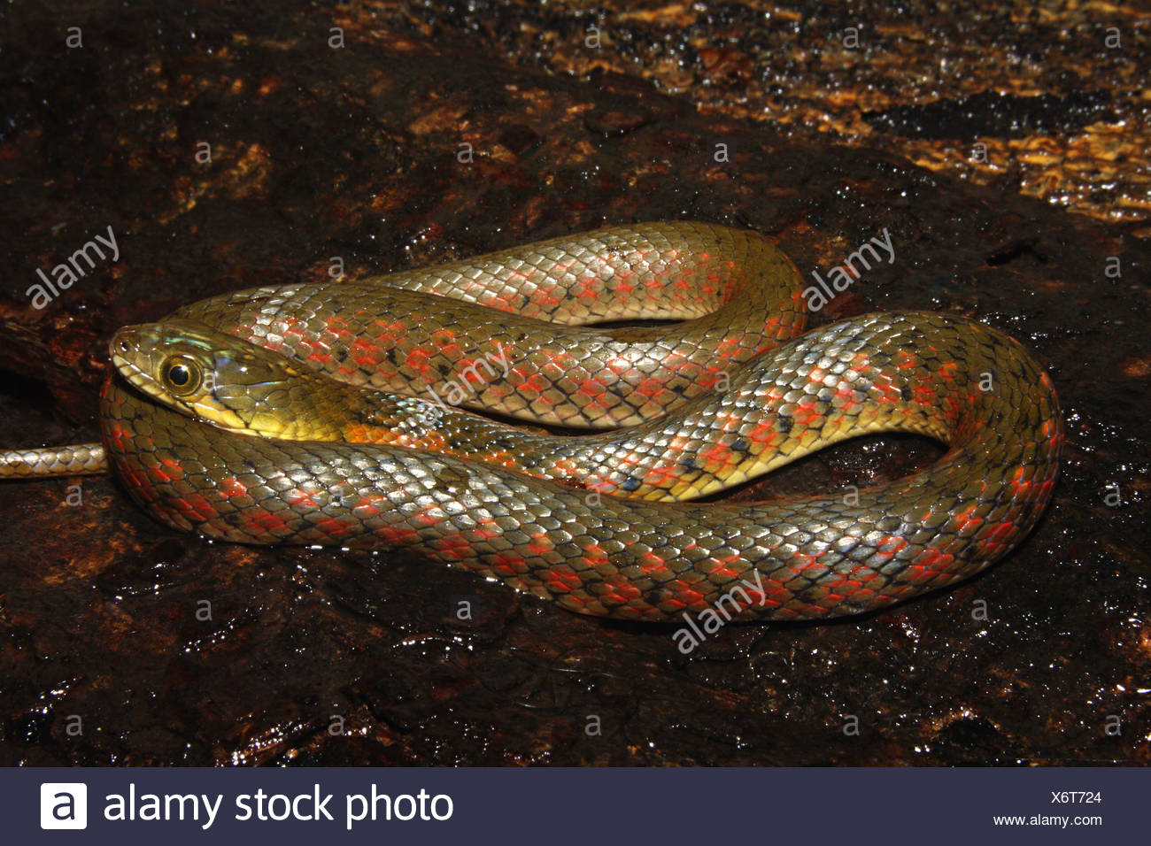 Checkered Circle High Resolution Stock Photography and Images - Alamy