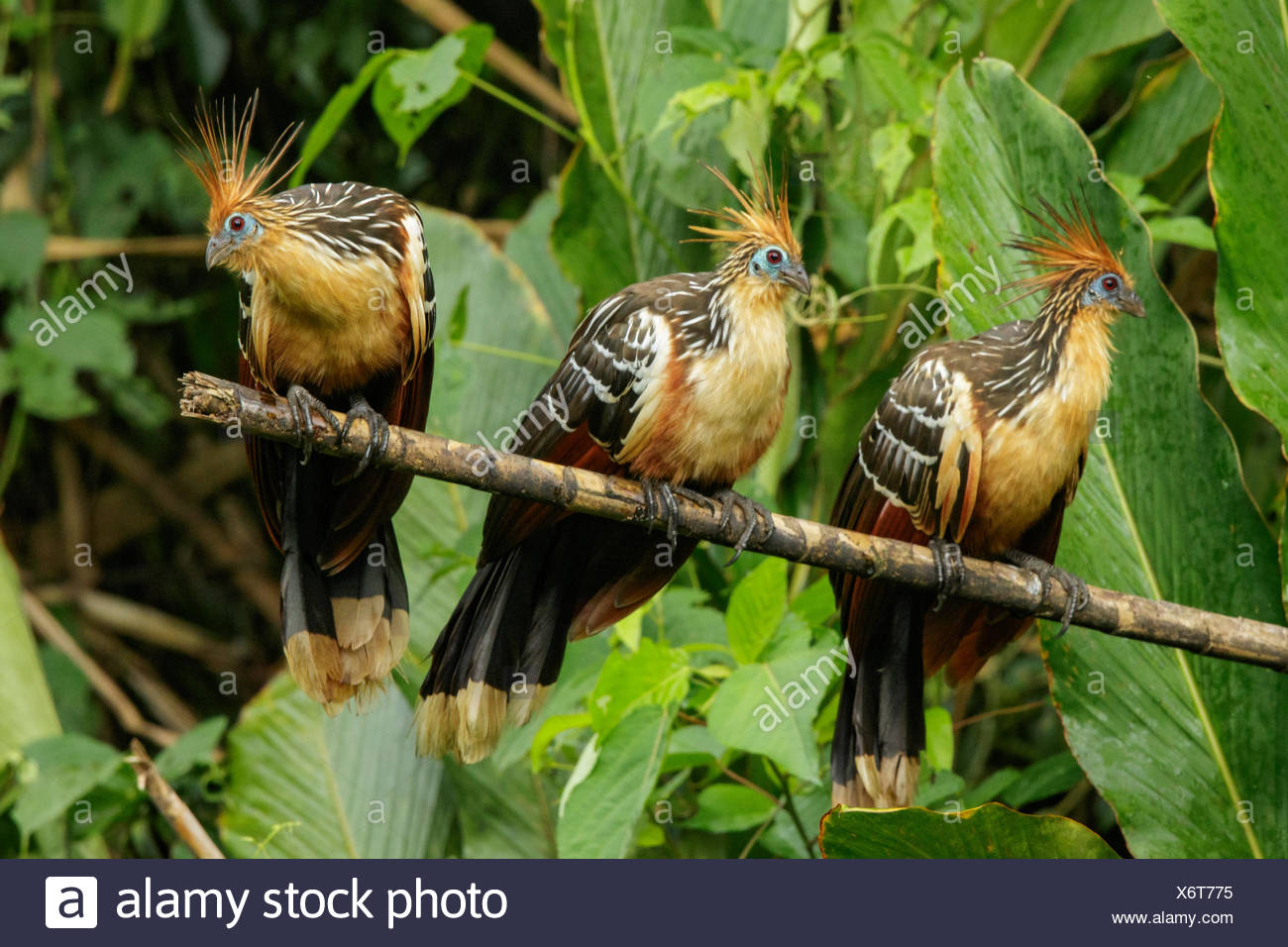 Hoatzin Bird Stock Photos & Hoatzin Bird Stock Images - Alamy