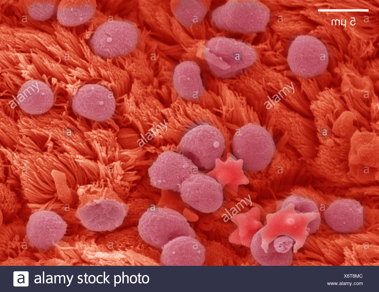 Cilia Electron Micrograph High Resolution Stock Photography and Images ...