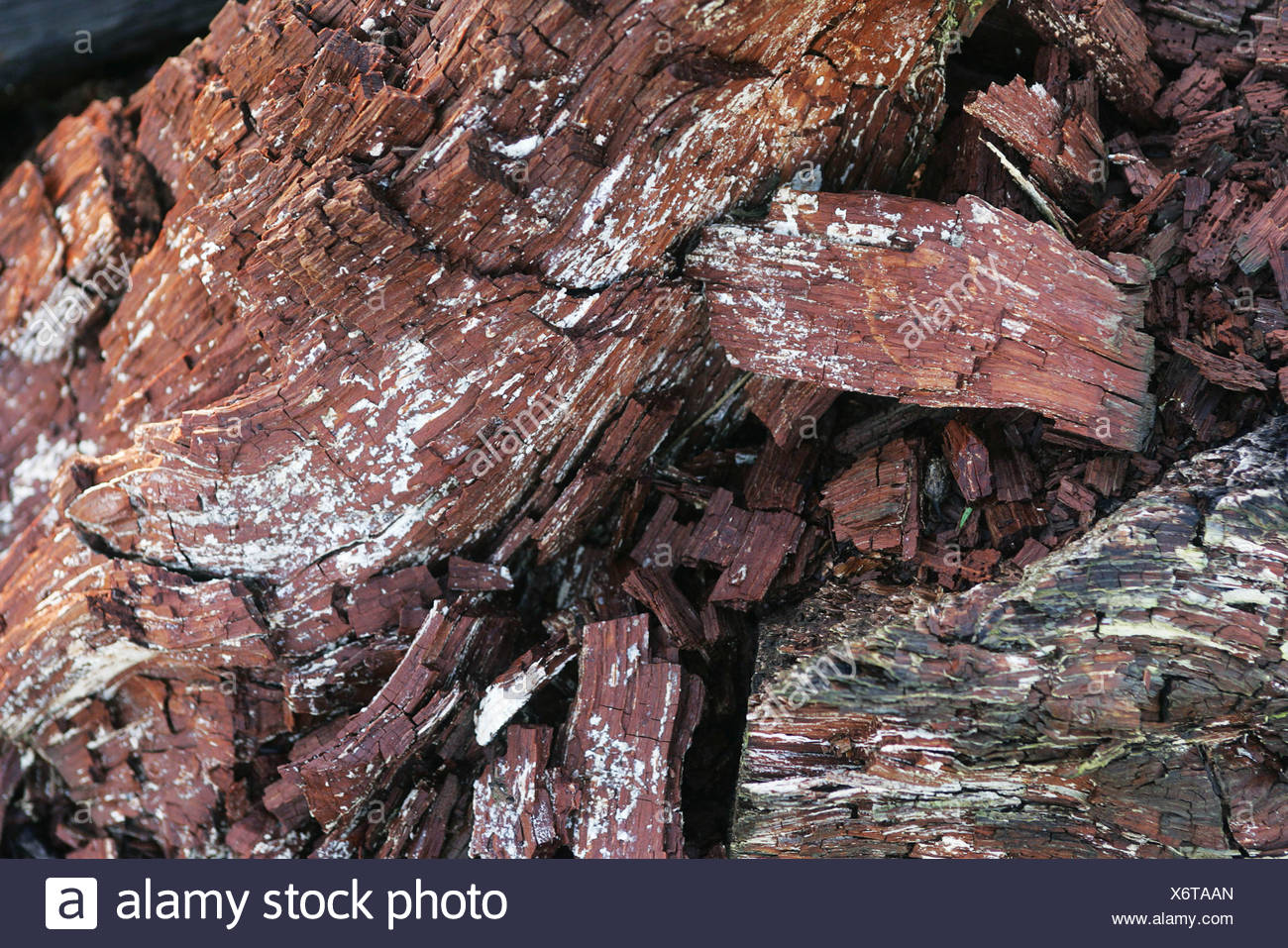Wet Rot High Resolution Stock Photography and Images - Alamy
