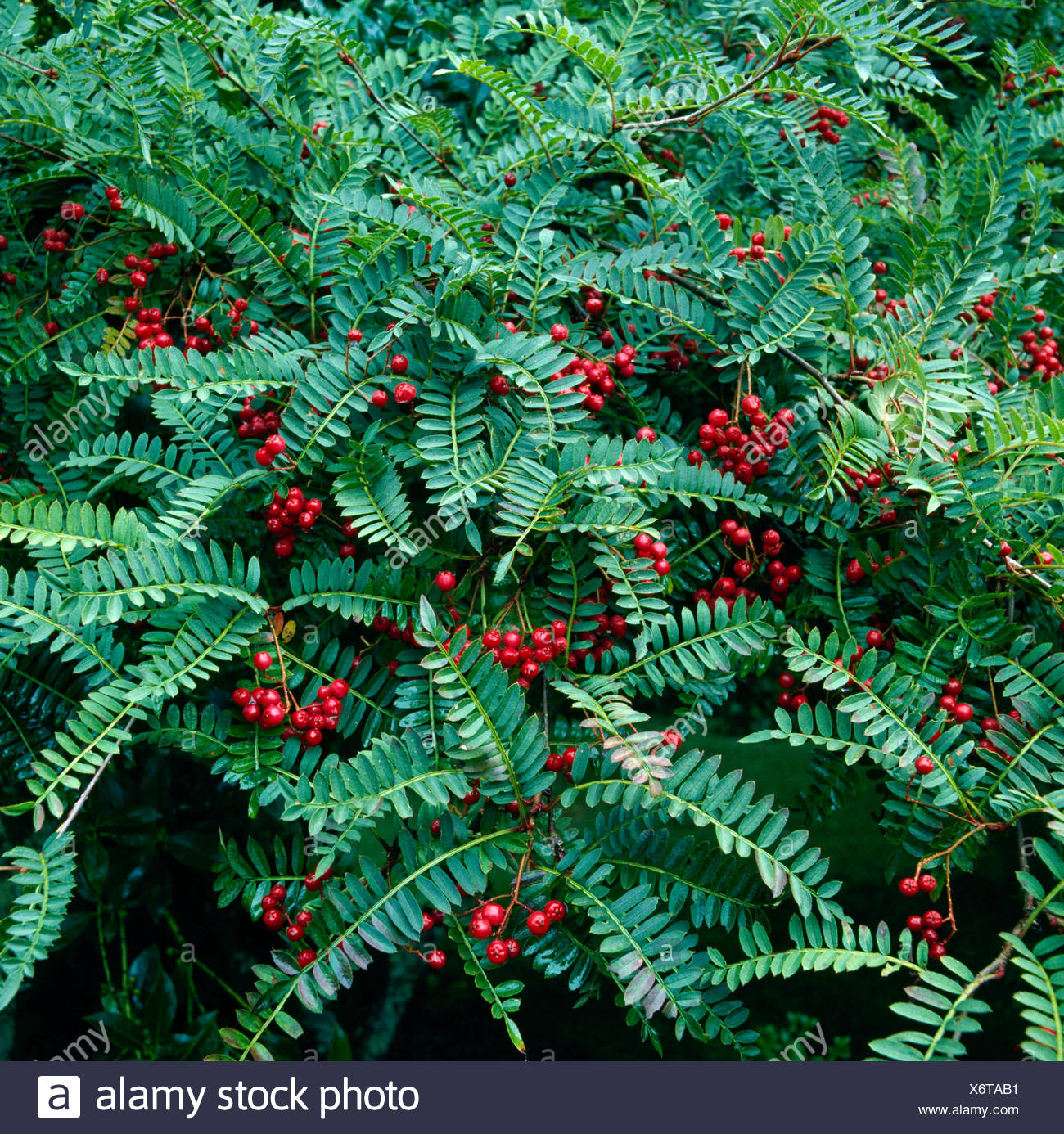 Sorbus Vilmorinii Stock Photos & Sorbus Vilmorinii Stock Images - Alamy