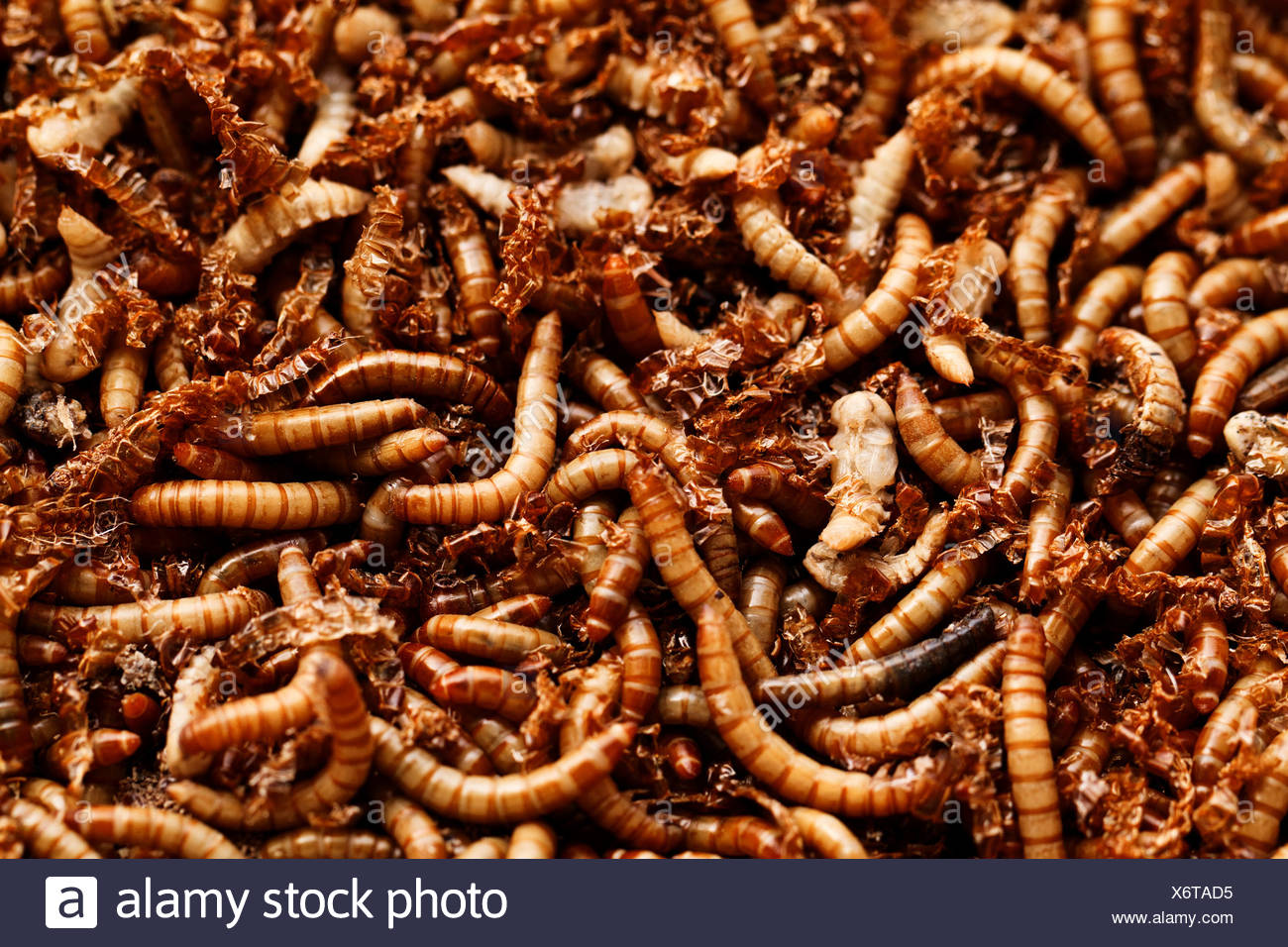 Grub Worms High Resolution Stock Photography and Images - Alamy