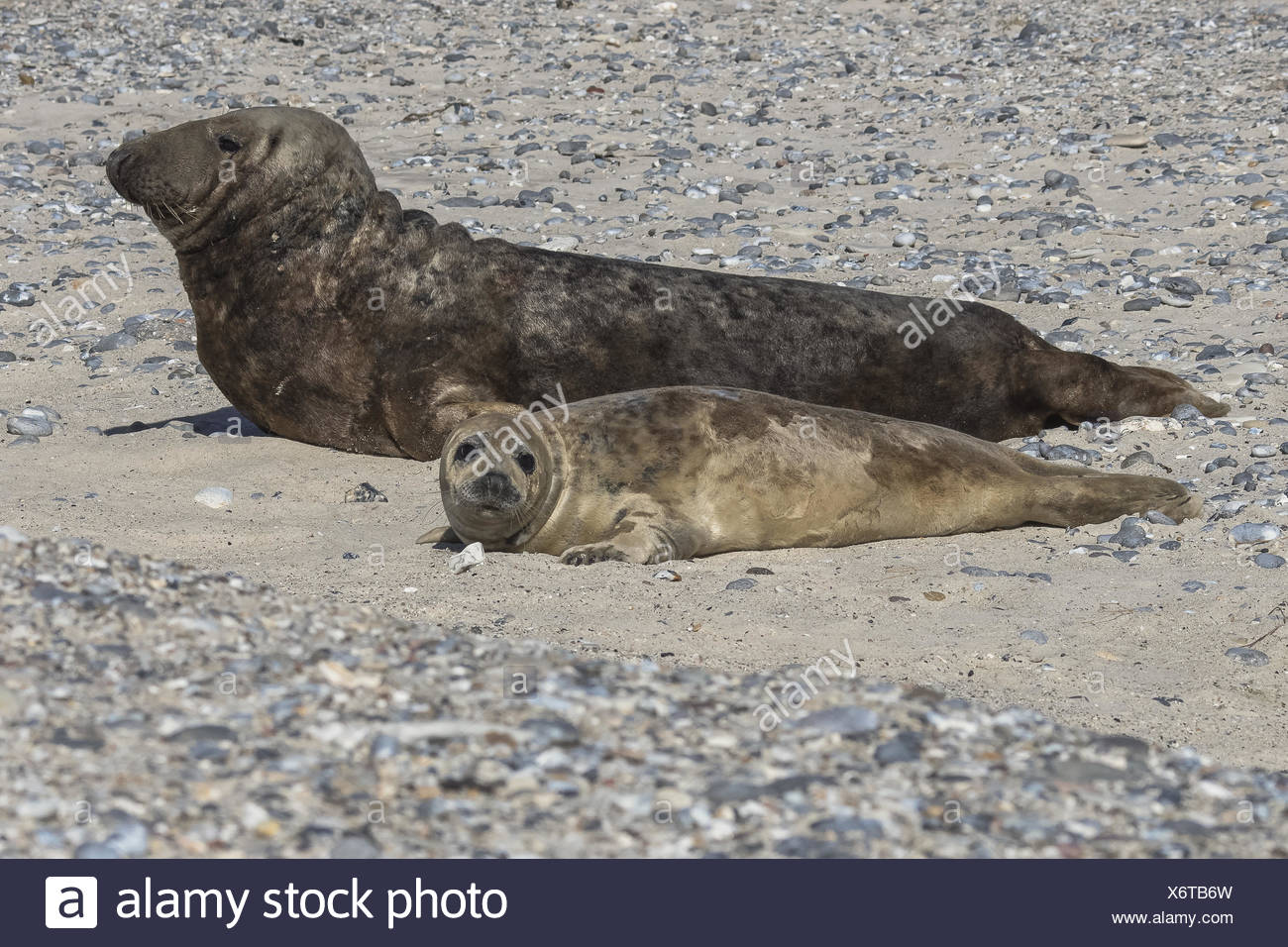 Family Phocidae Stock Photos & Family Phocidae Stock Images - Alamy