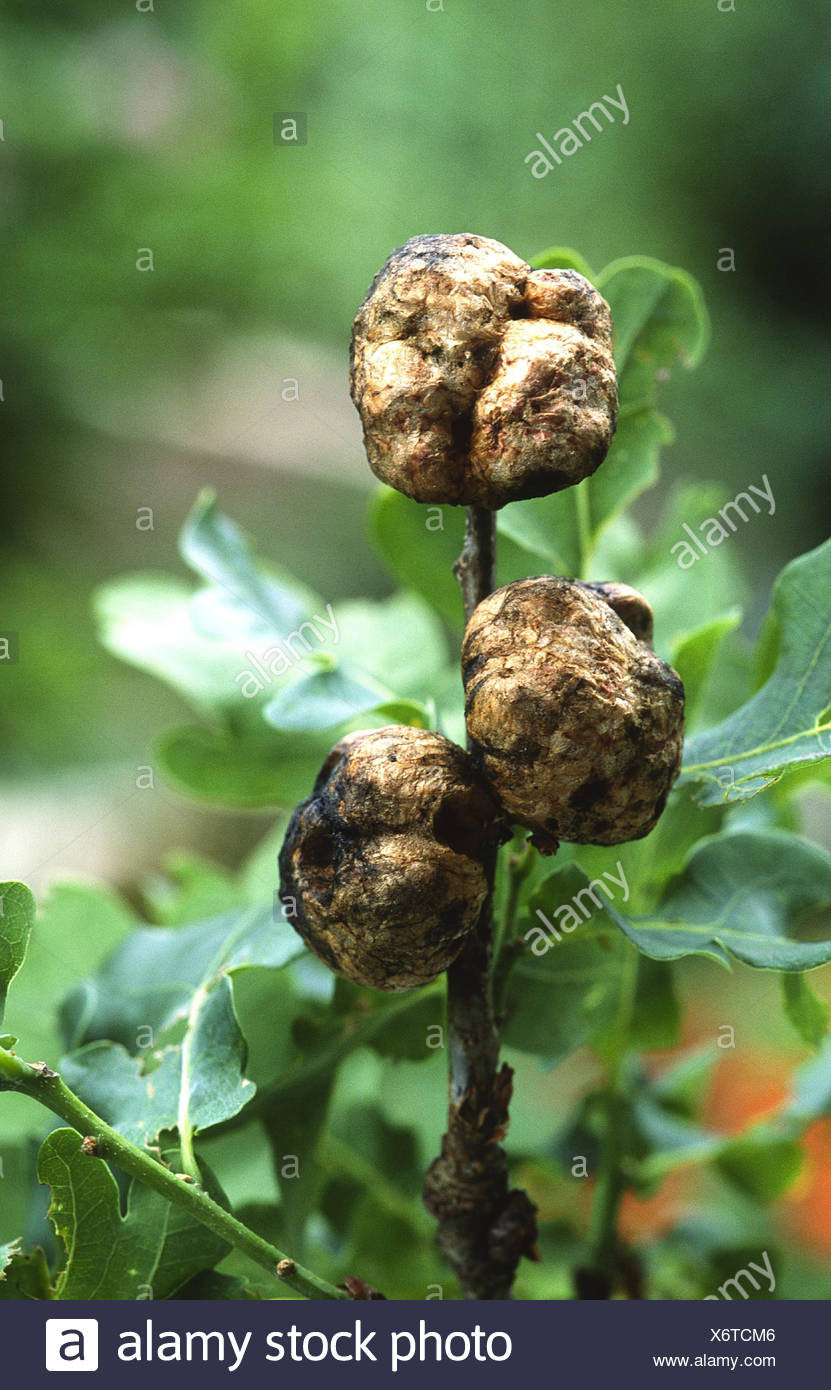 Oak Gall Wasps High Resolution Stock Photography and Images - Alamy