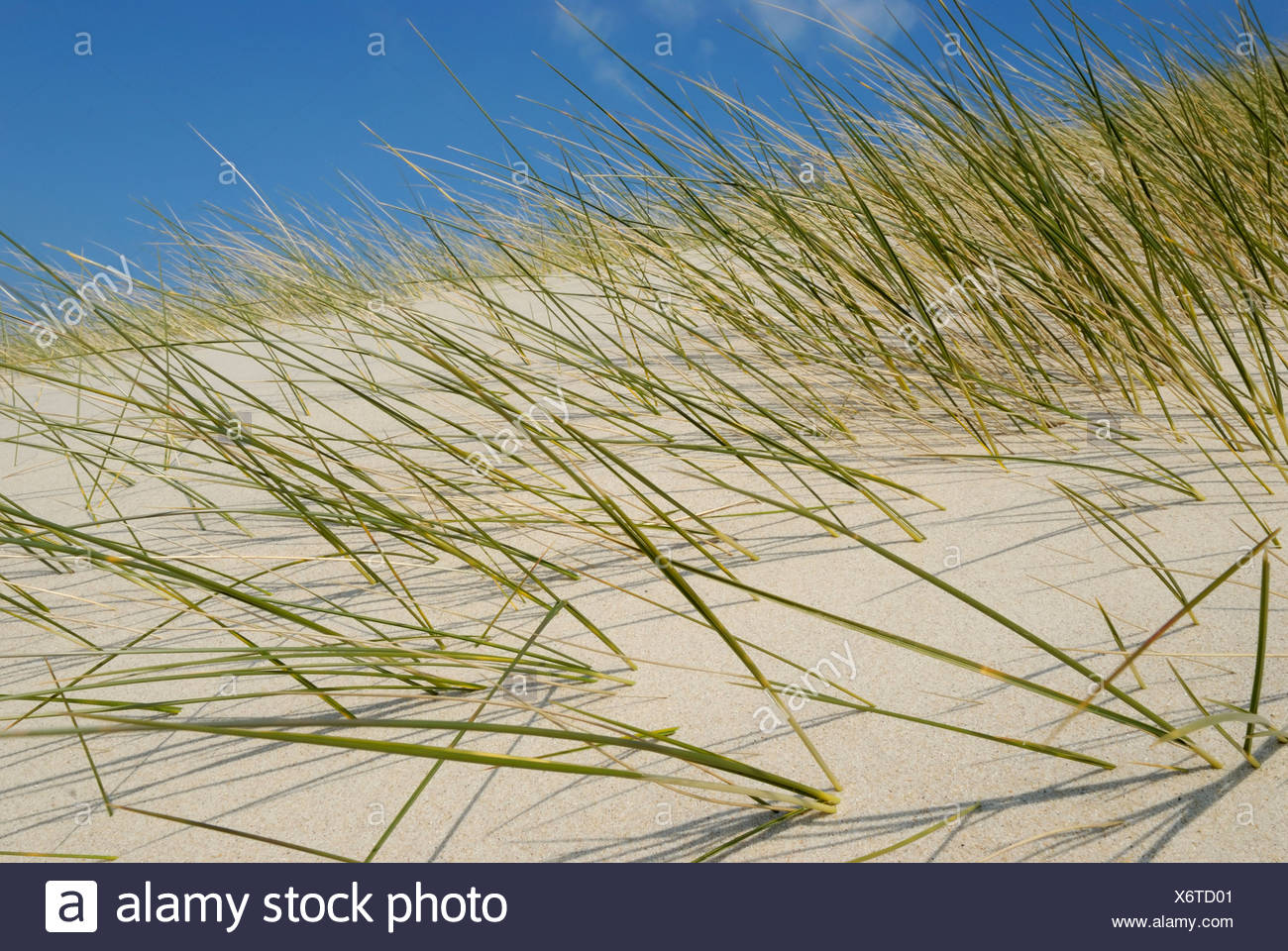 Ammophila Arenaria Flora High Resolution Stock Photography and Images ...