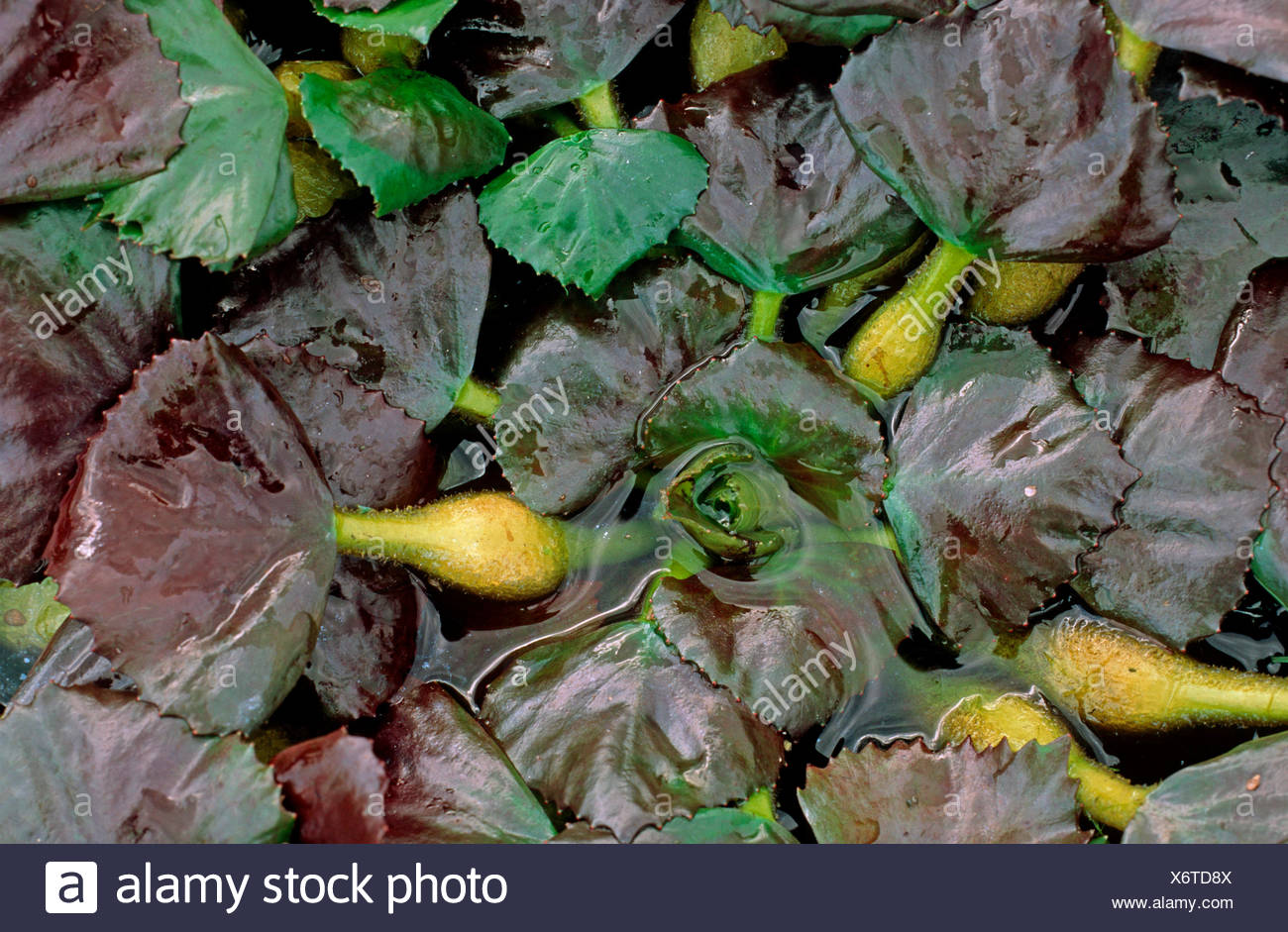 Trapaceae Stock Photos & Trapaceae Stock Images - Alamy