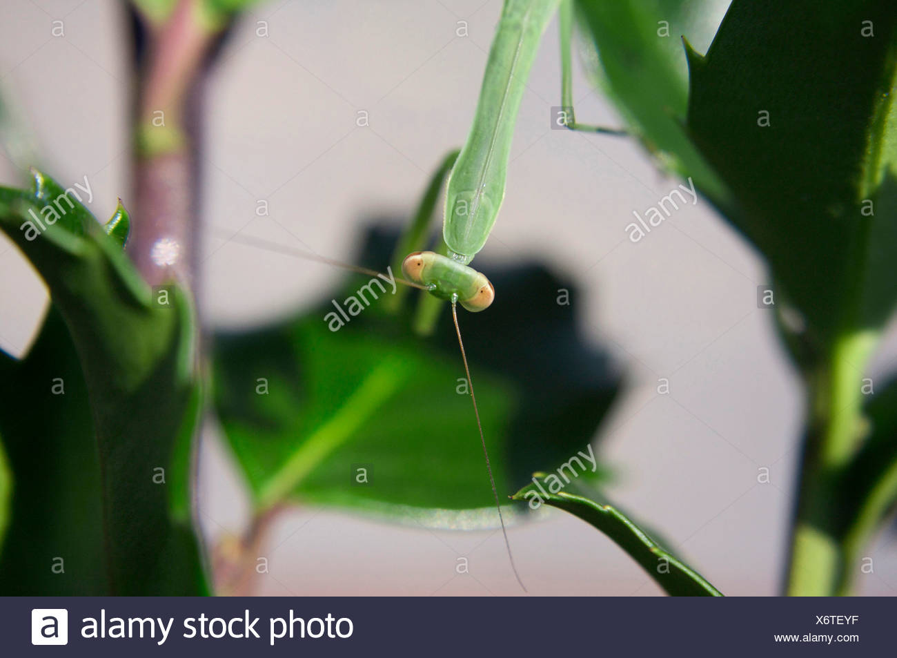 Tenodera Sinensis High Resolution Stock Photography and Images - Alamy