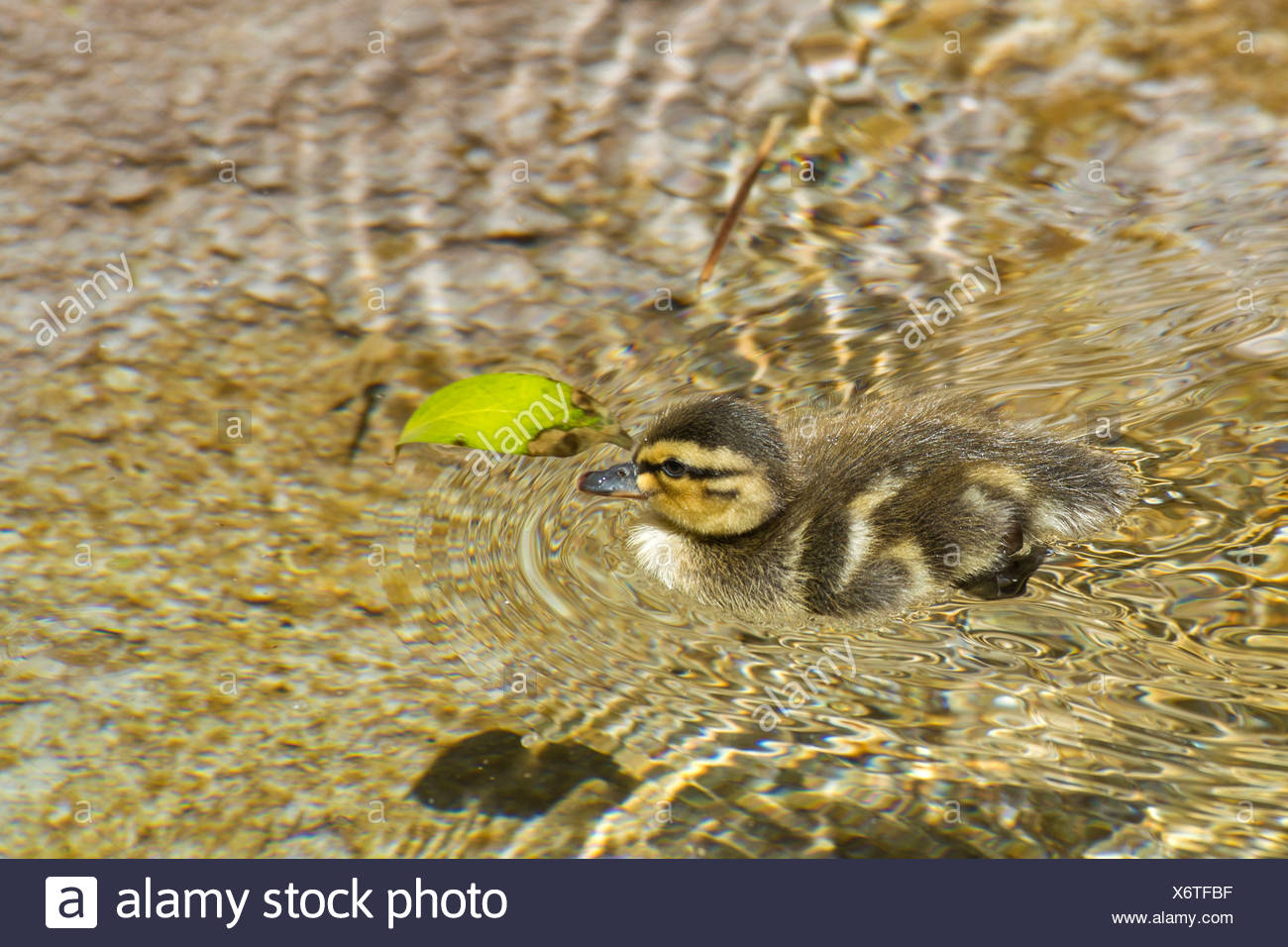 With Ducklings High Resolution Stock Photography and Images - Alamy