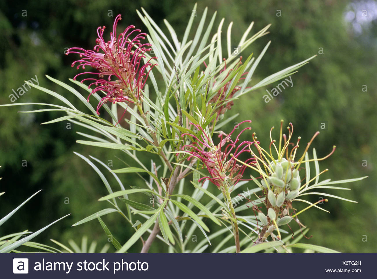 Red Silky Oak High Resolution Stock Photography and Images - Alamy